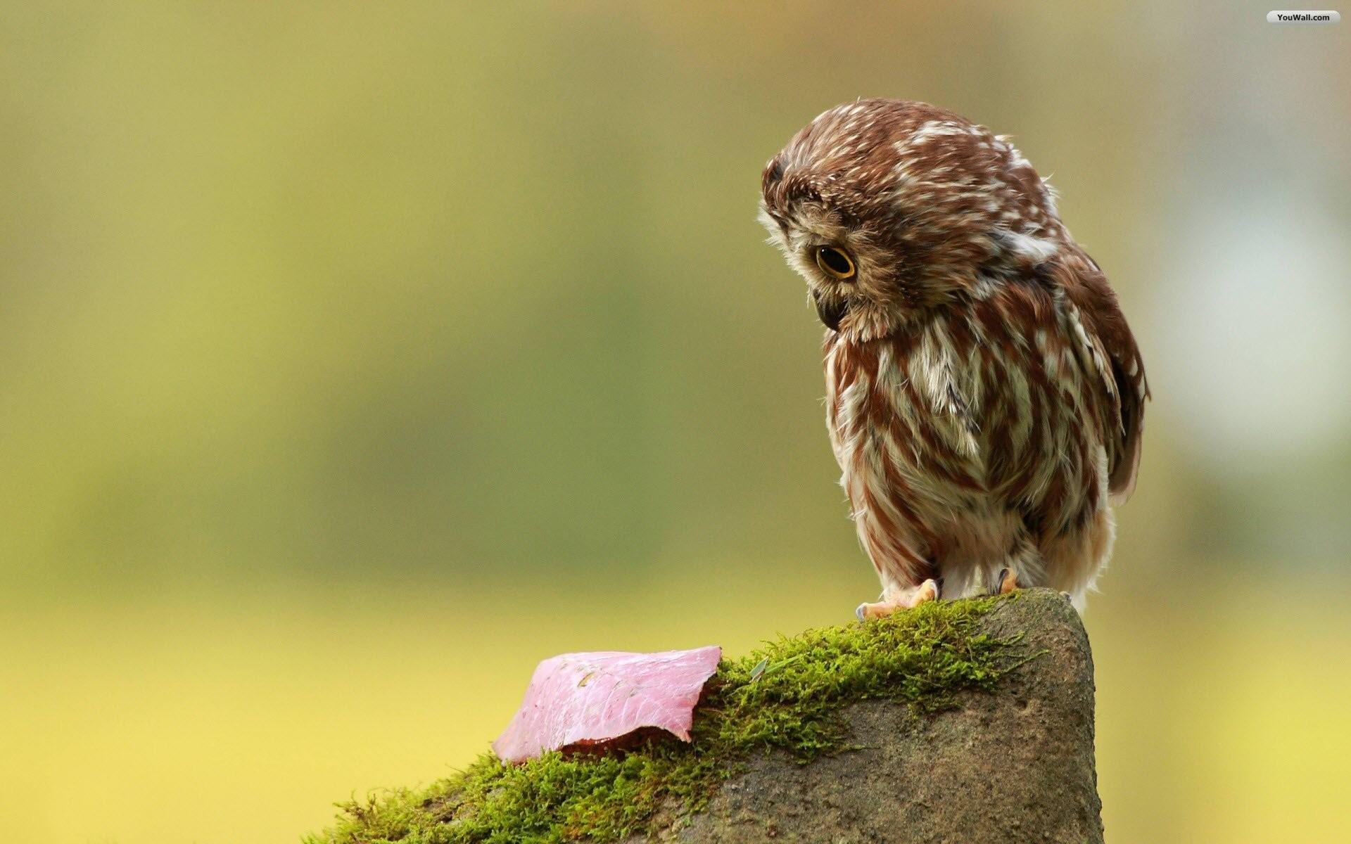 Little Owl Wallpapers - Wallpaper Cave