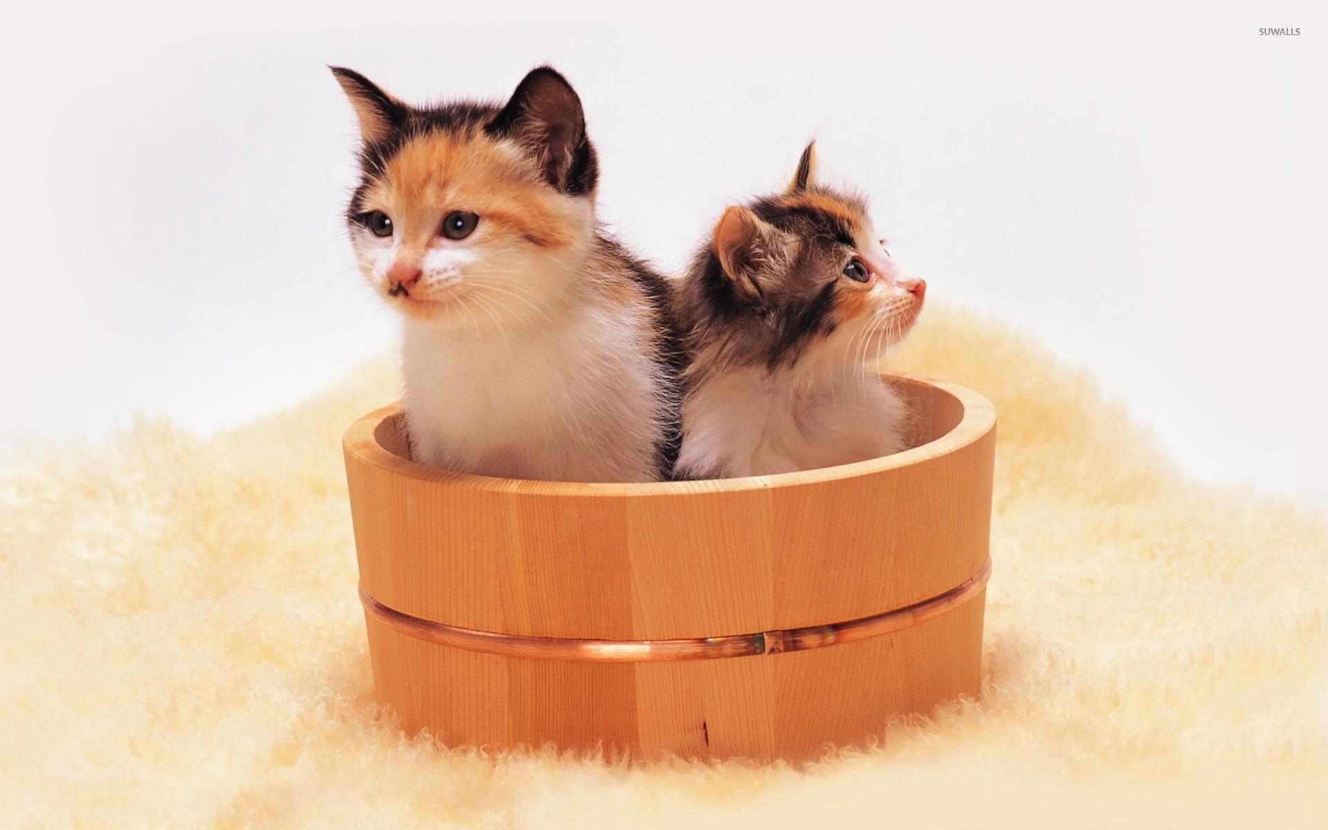 Kittens On The Bucket Wallpapers - Wallpaper Cave