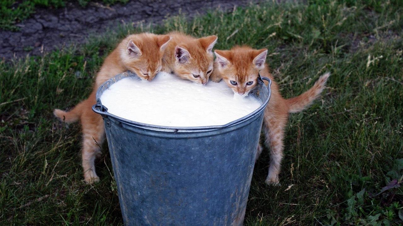 Kittens On The Bucket Wallpapers - Wallpaper Cave