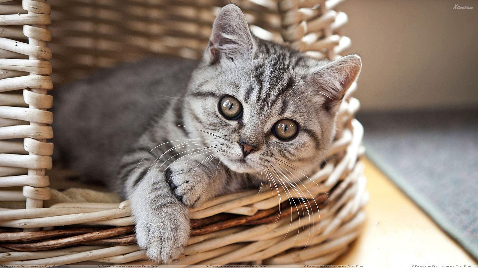 Kittens On The Bucket Wallpapers - Wallpaper Cave