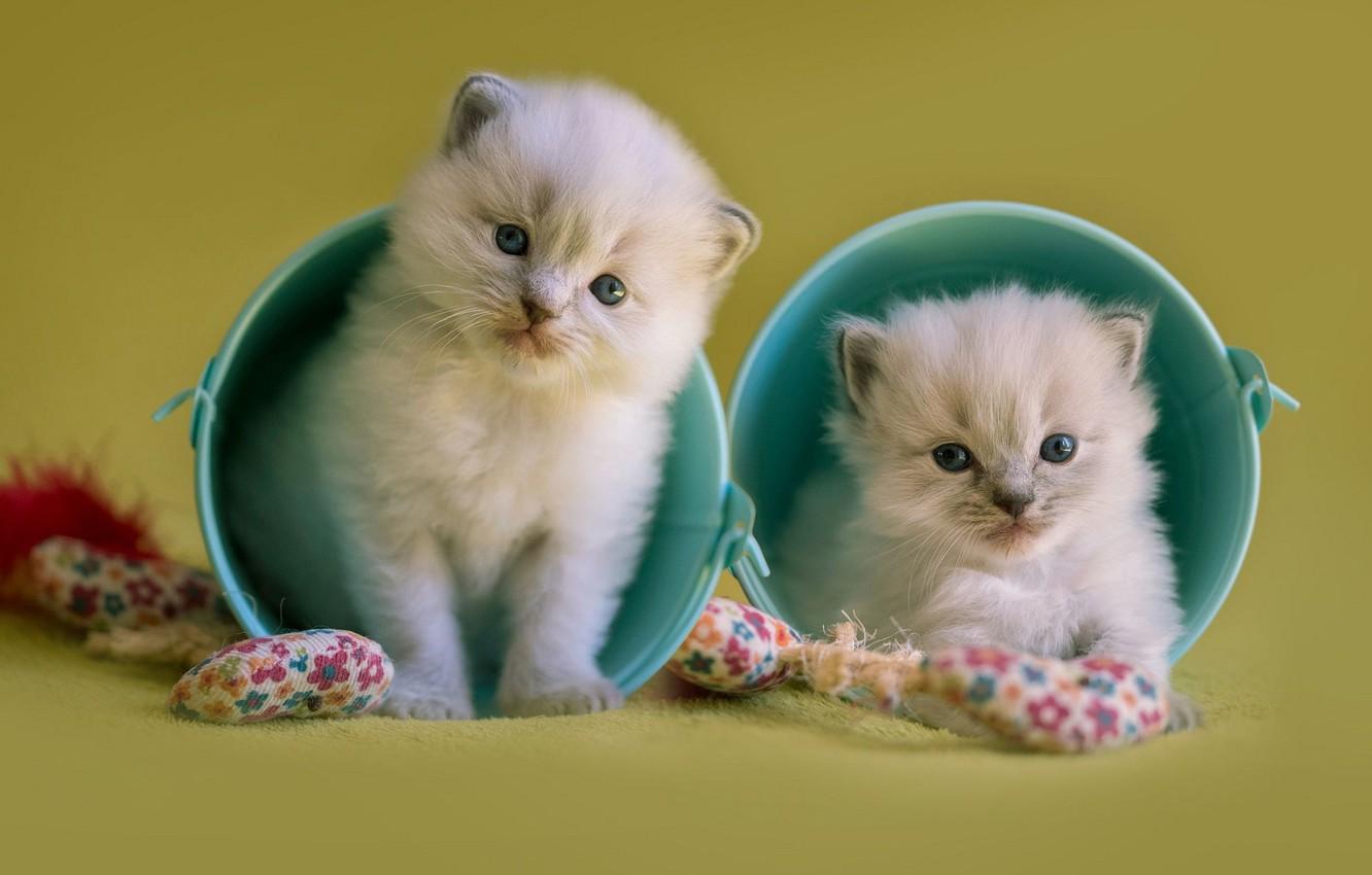 Kittens On The Bucket Wallpapers - Wallpaper Cave