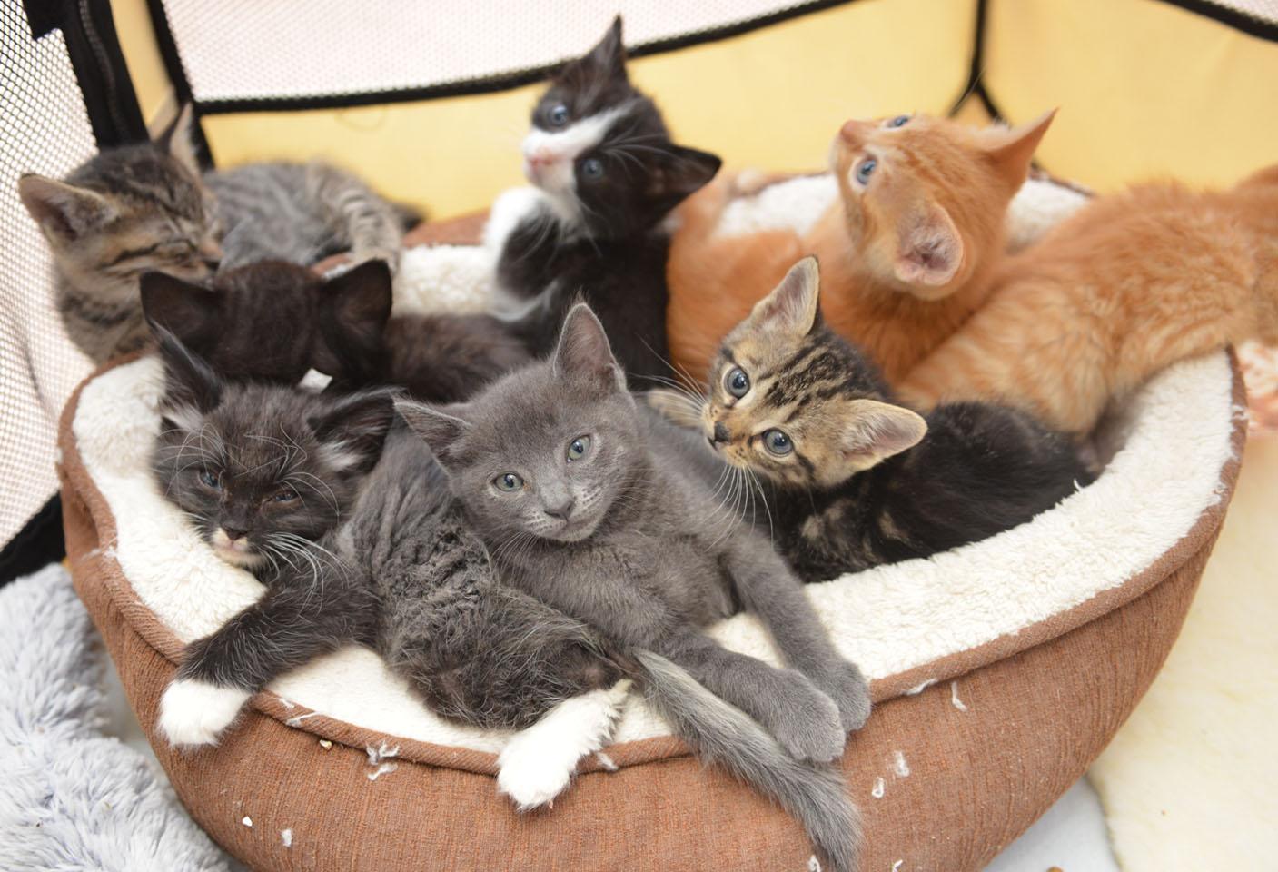 Kittens On The Bucket Wallpapers - Wallpaper Cave