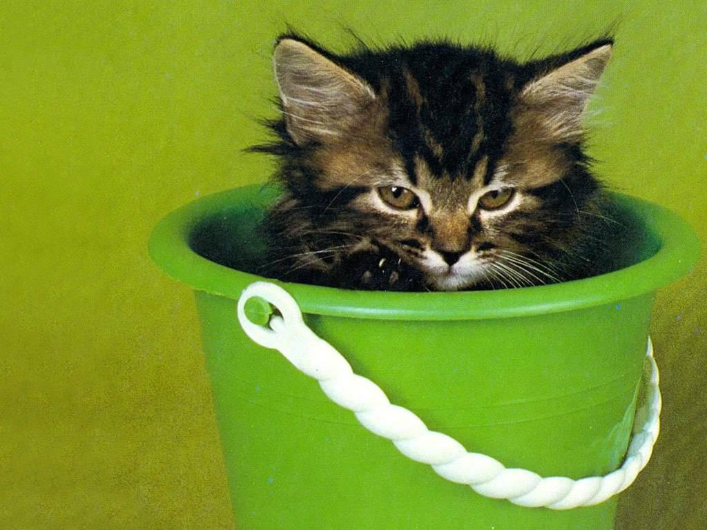 Kittens On The Bucket Wallpapers - Wallpaper Cave