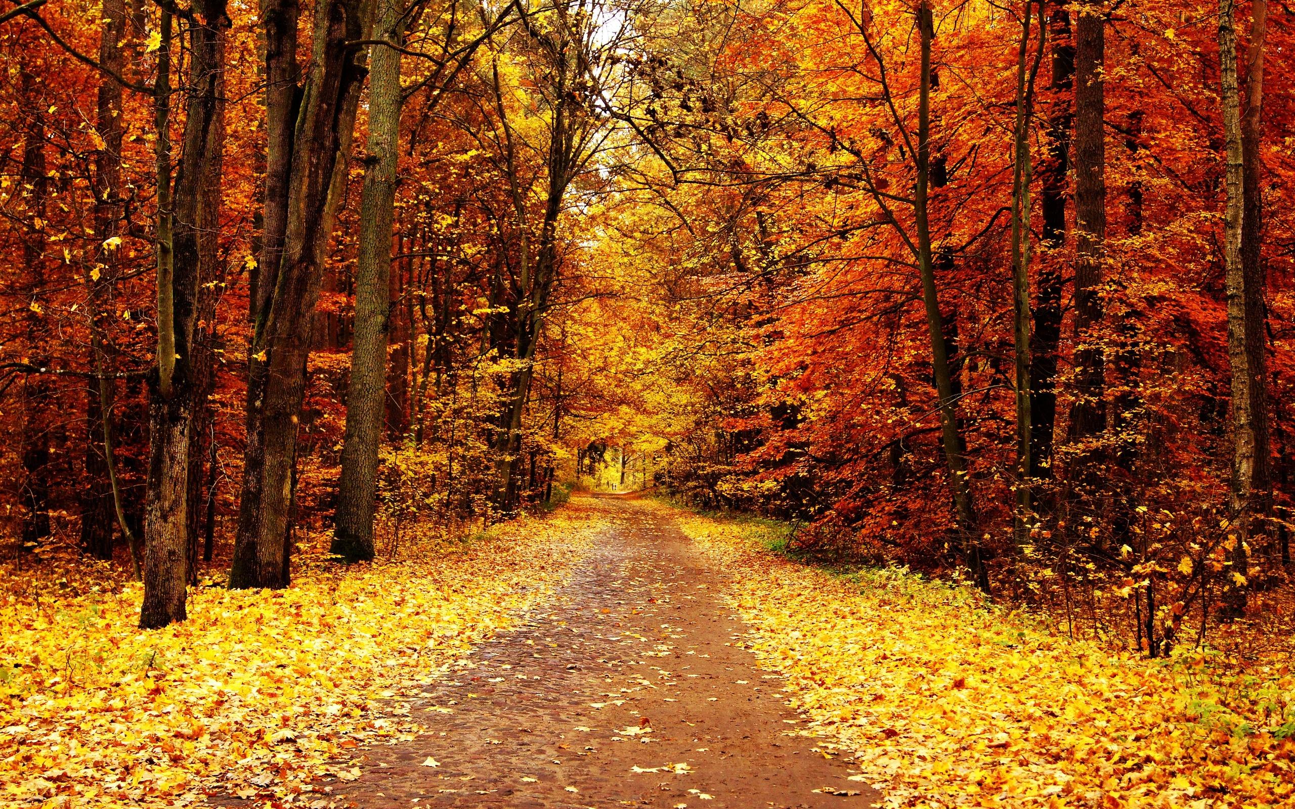 Colourful Autumn Wallpapers - Wallpaper Cave