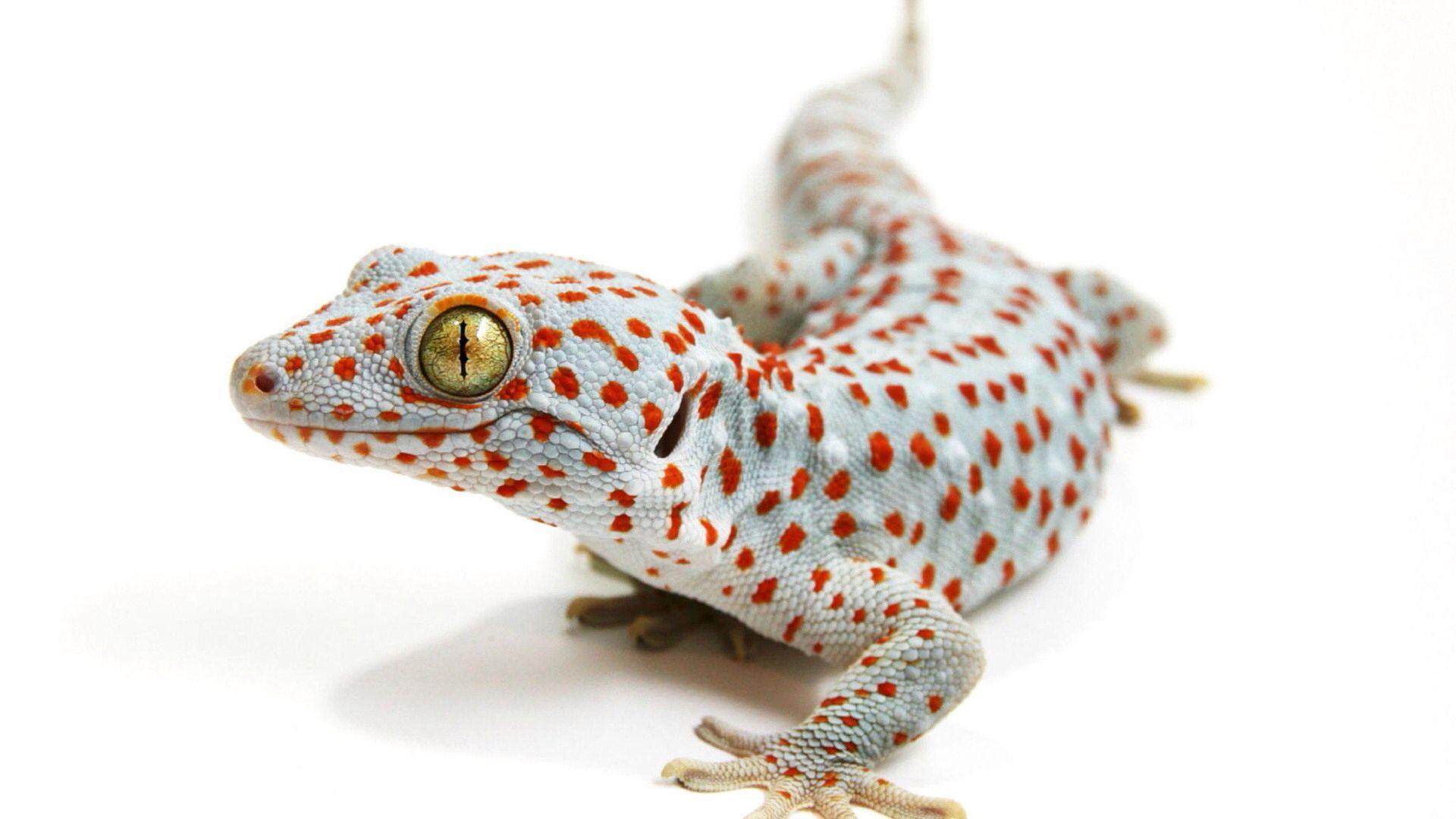 Tokay Gecko Wallpapers - Wallpaper Cave