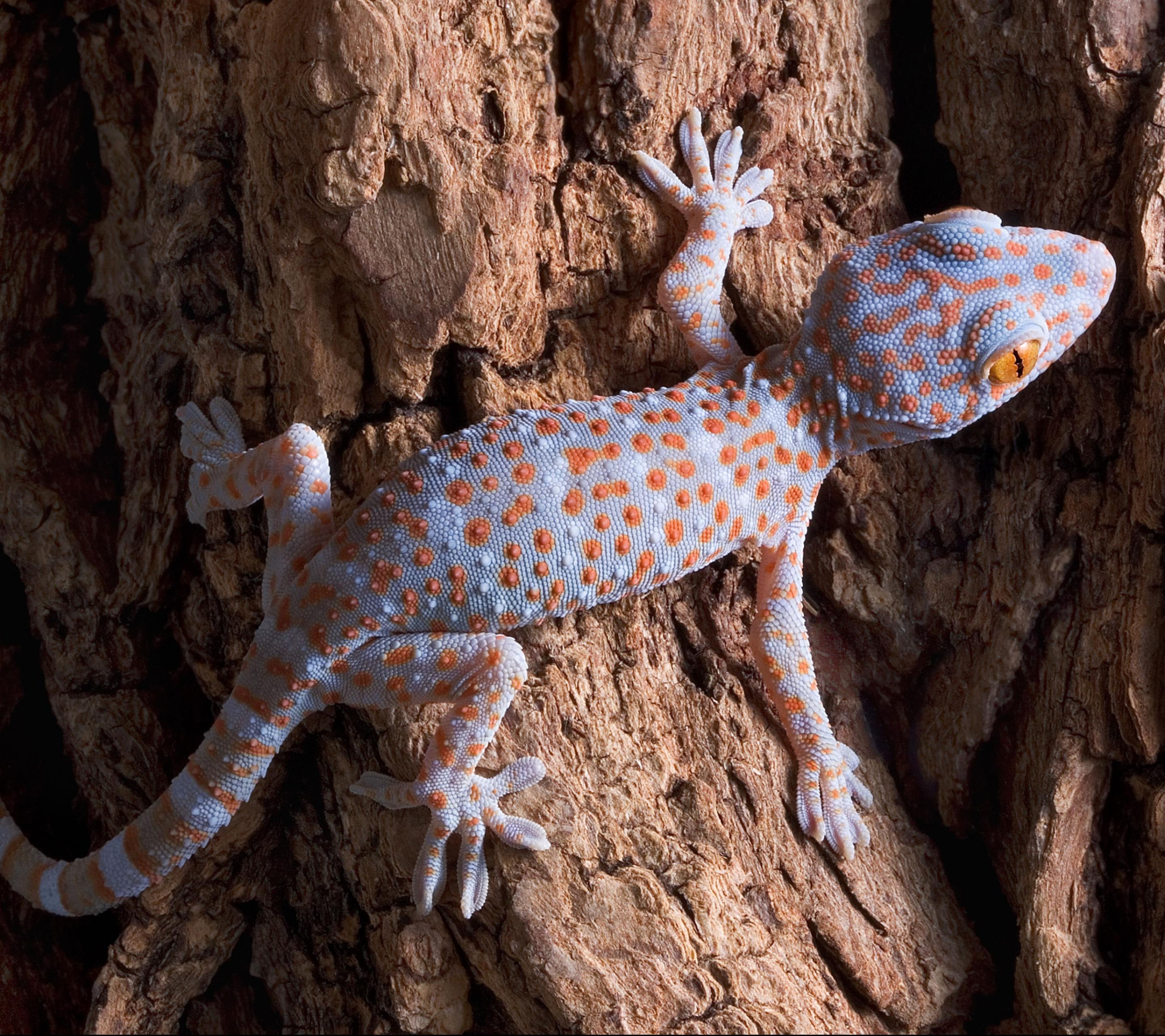 Tokay Gecko Wallpapers - Wallpaper Cave