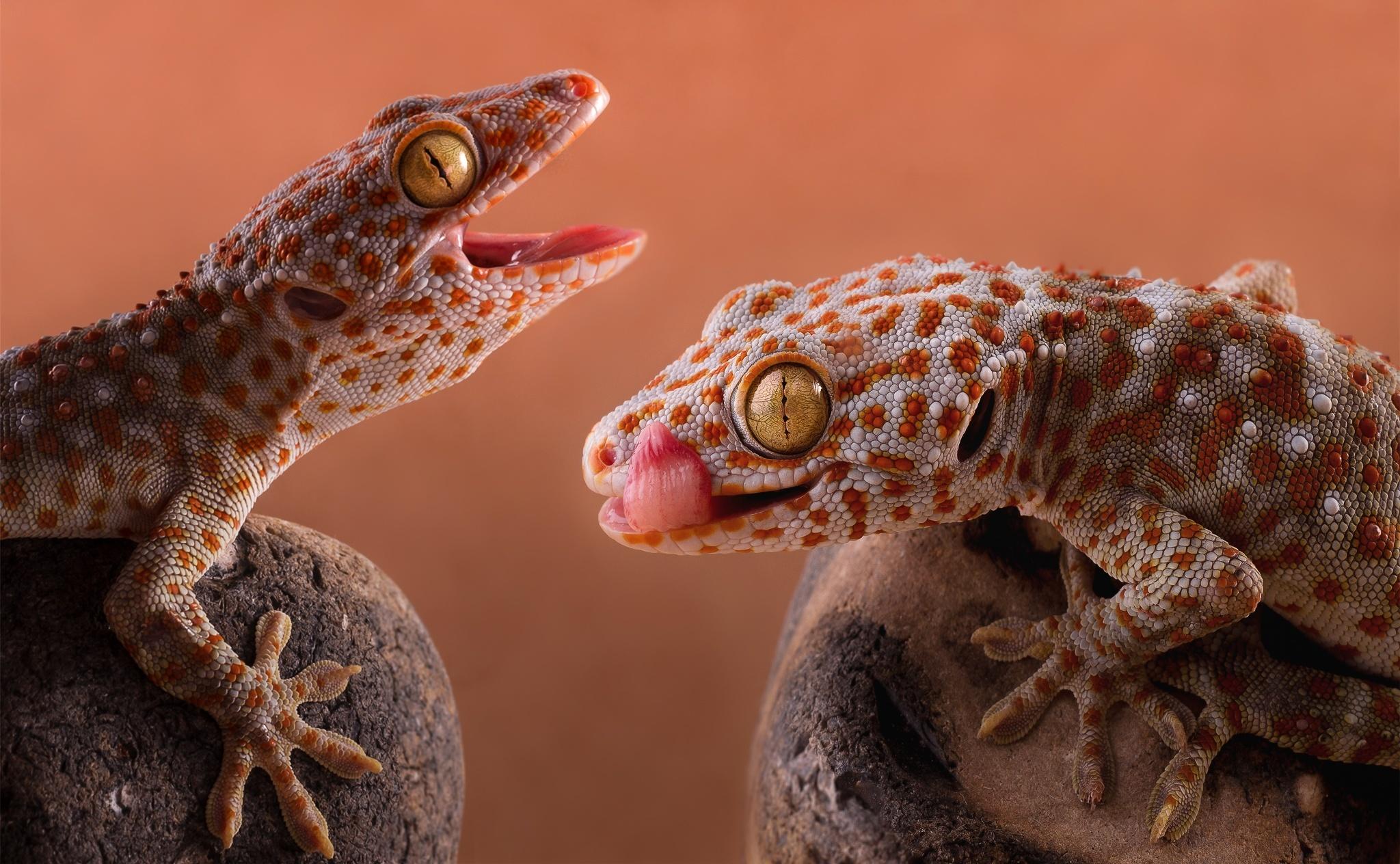 Tokay Gecko Teeth
