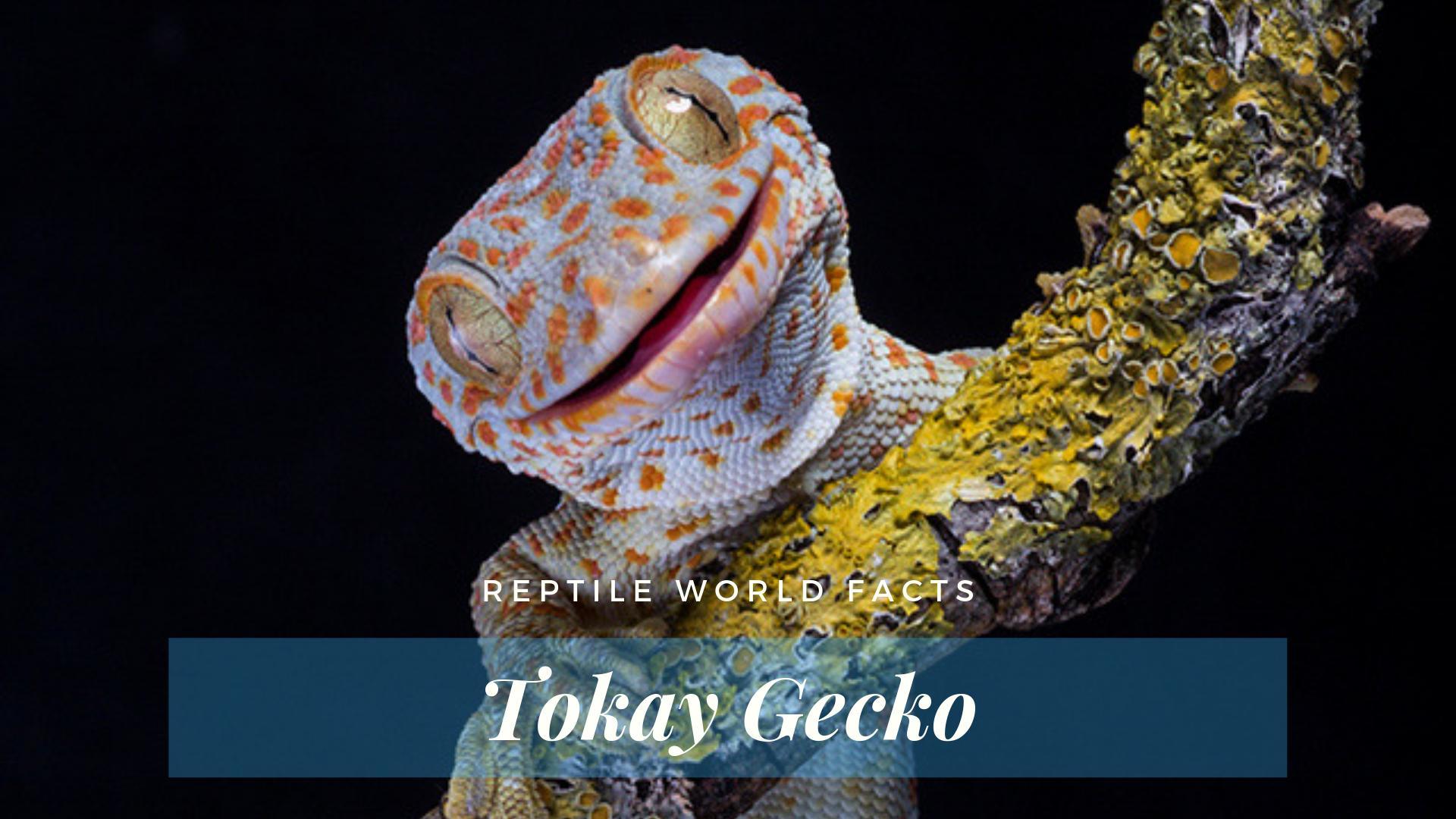 Tokay Gecko Wallpapers - Wallpaper Cave