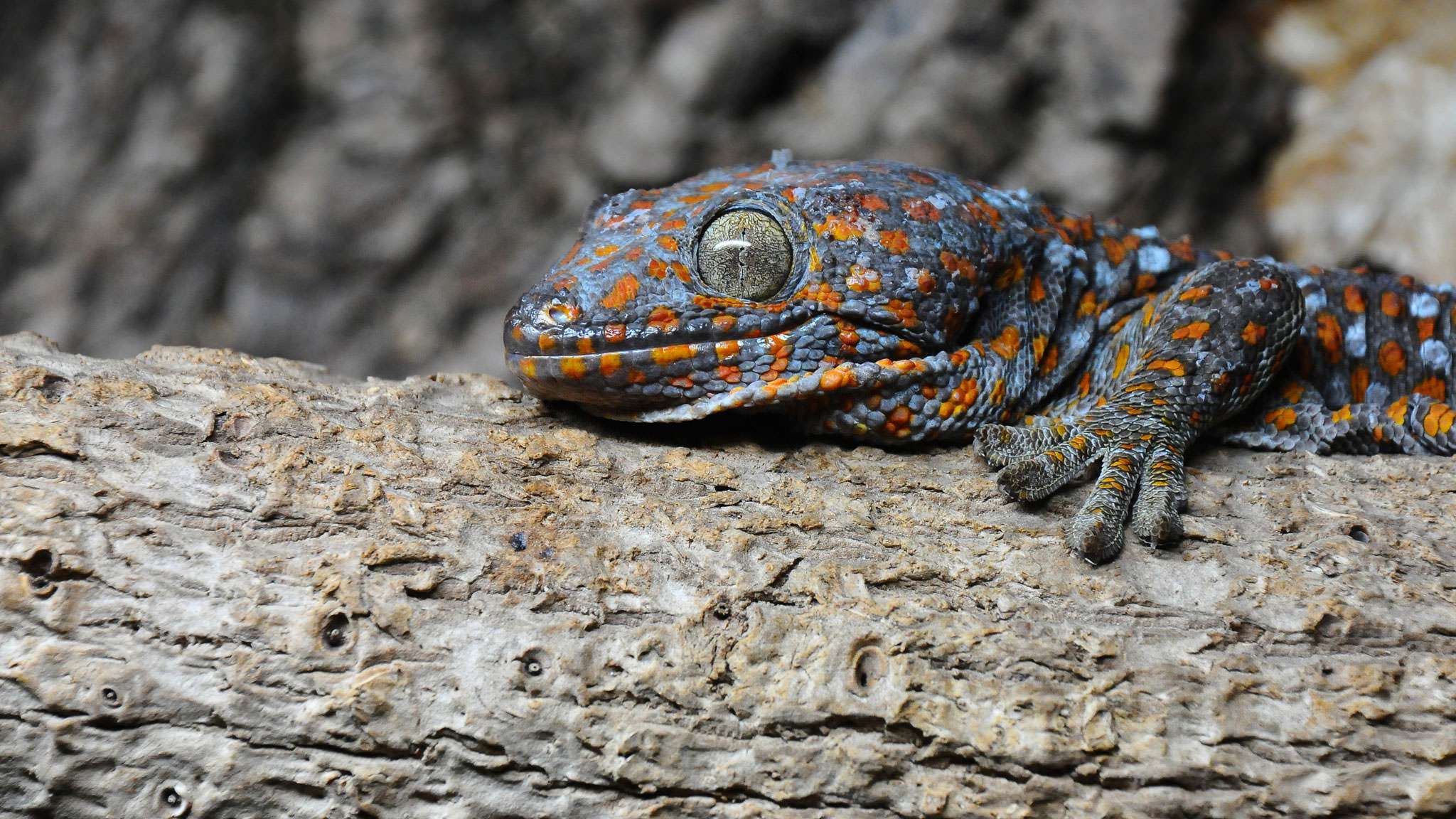 Tokay Gecko Wallpapers - Wallpaper Cave