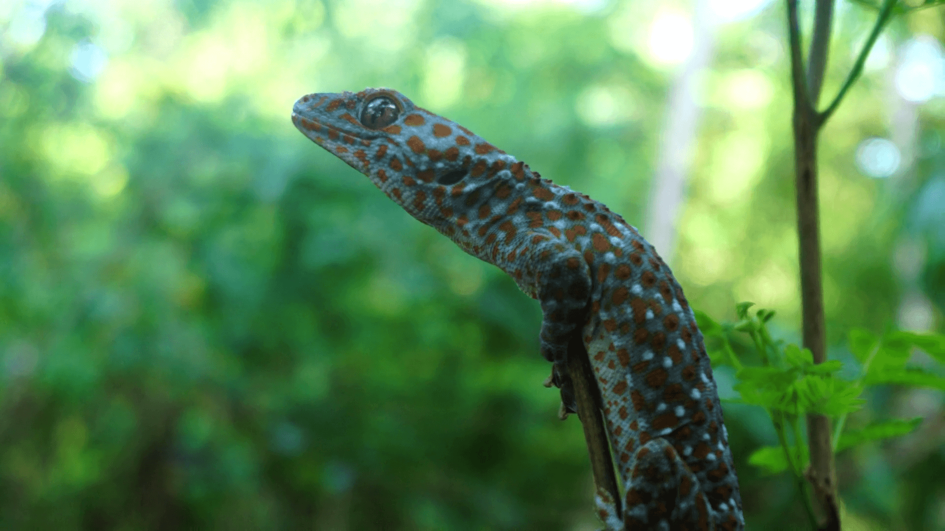Tokay Gecko Wallpapers - Wallpaper Cave