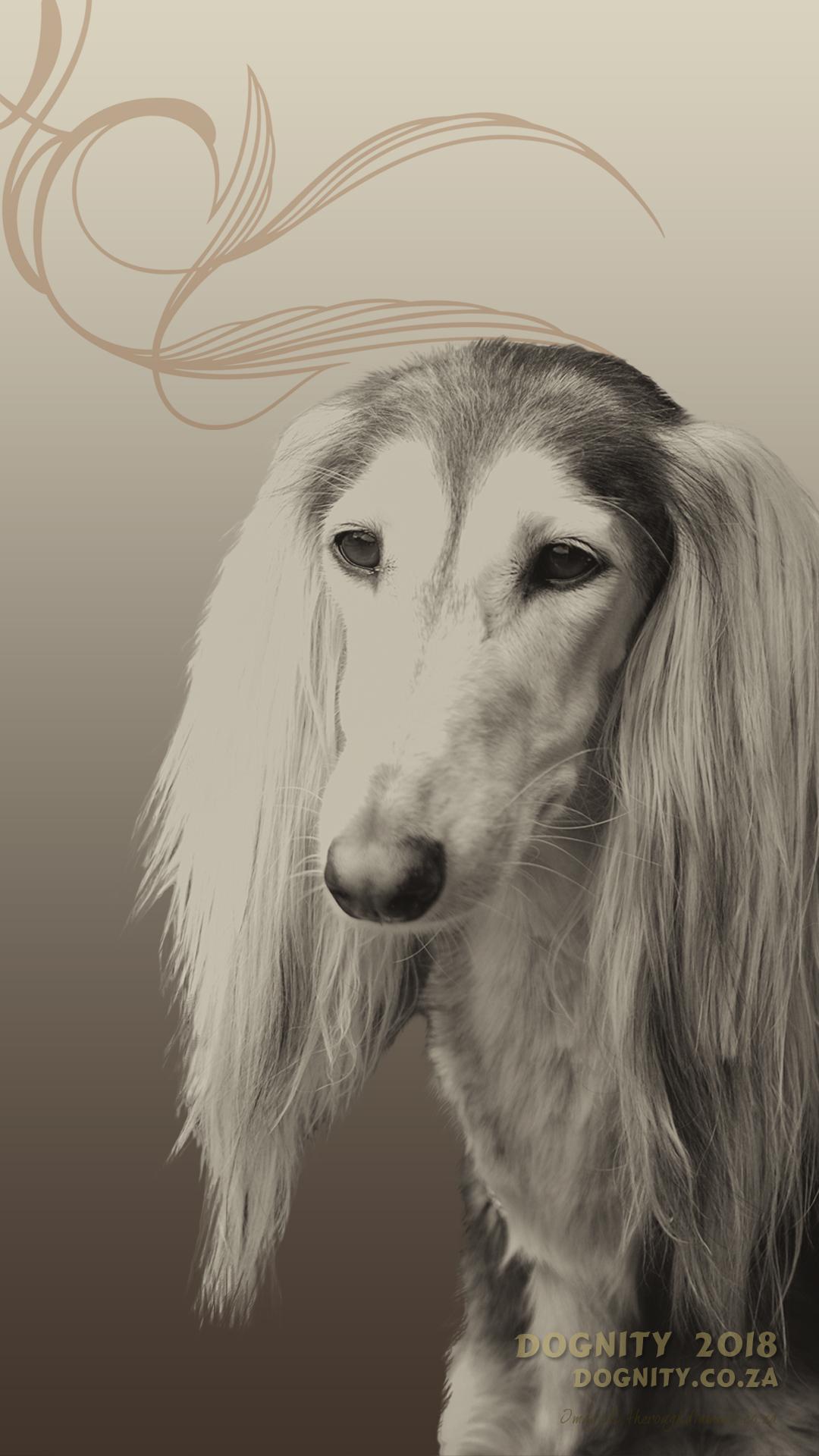 Borzoi Wallpapers - Wallpaper Cave