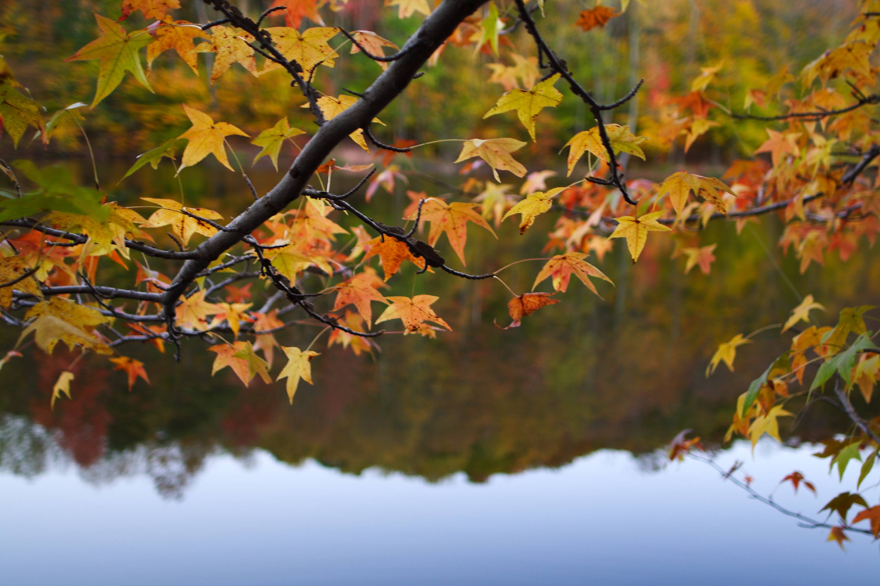 Autumn Leaves Reflection Wallpapers - Wallpaper Cave