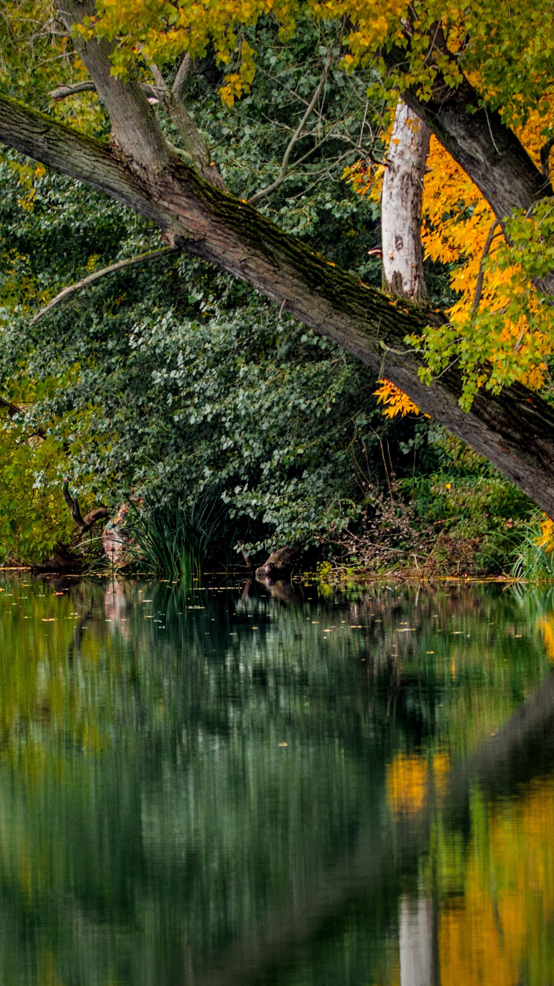 Autumn Leaves Reflection Wallpapers - Wallpaper Cave