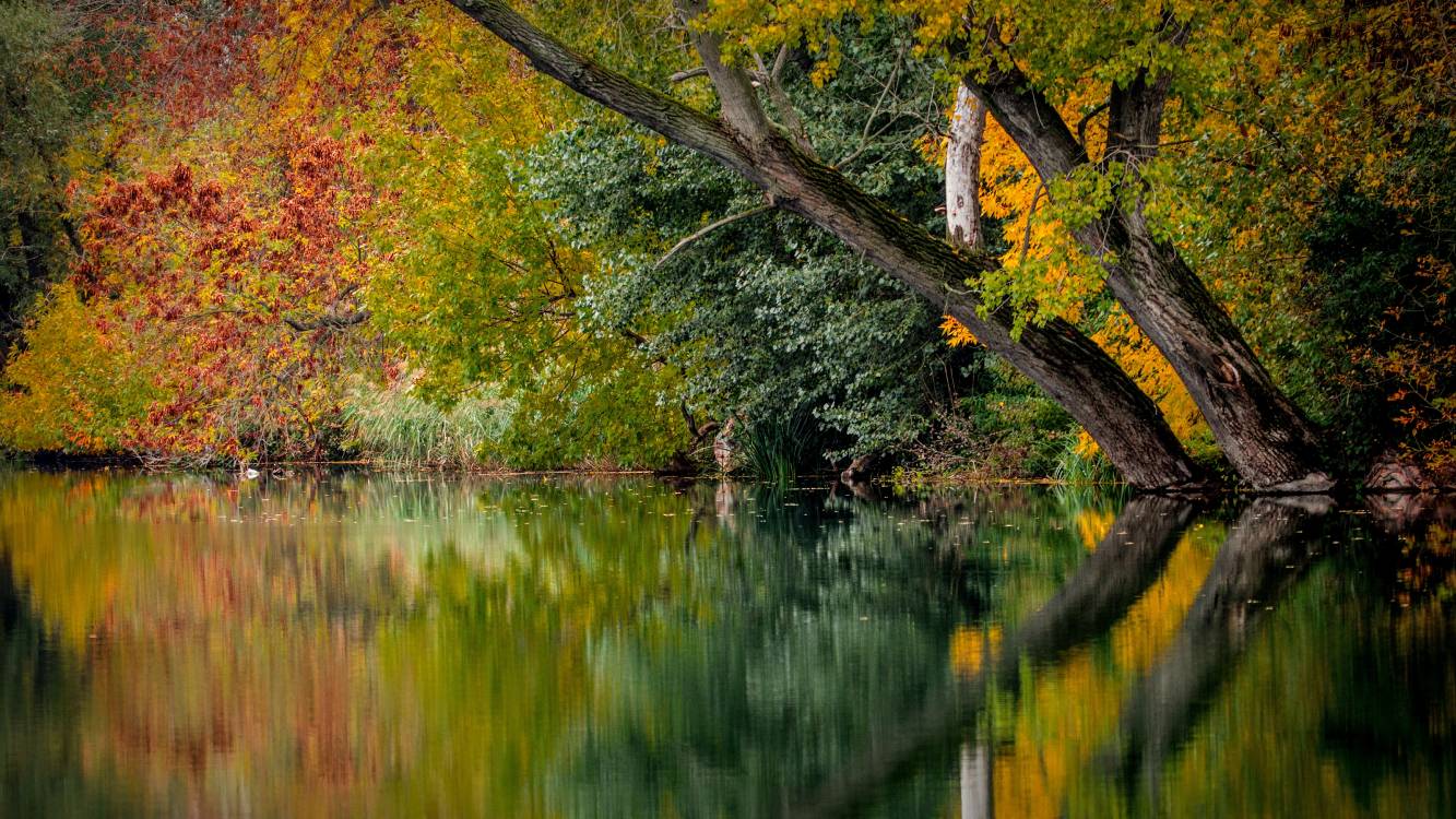 Autumn Leaves Reflection Wallpapers - Wallpaper Cave