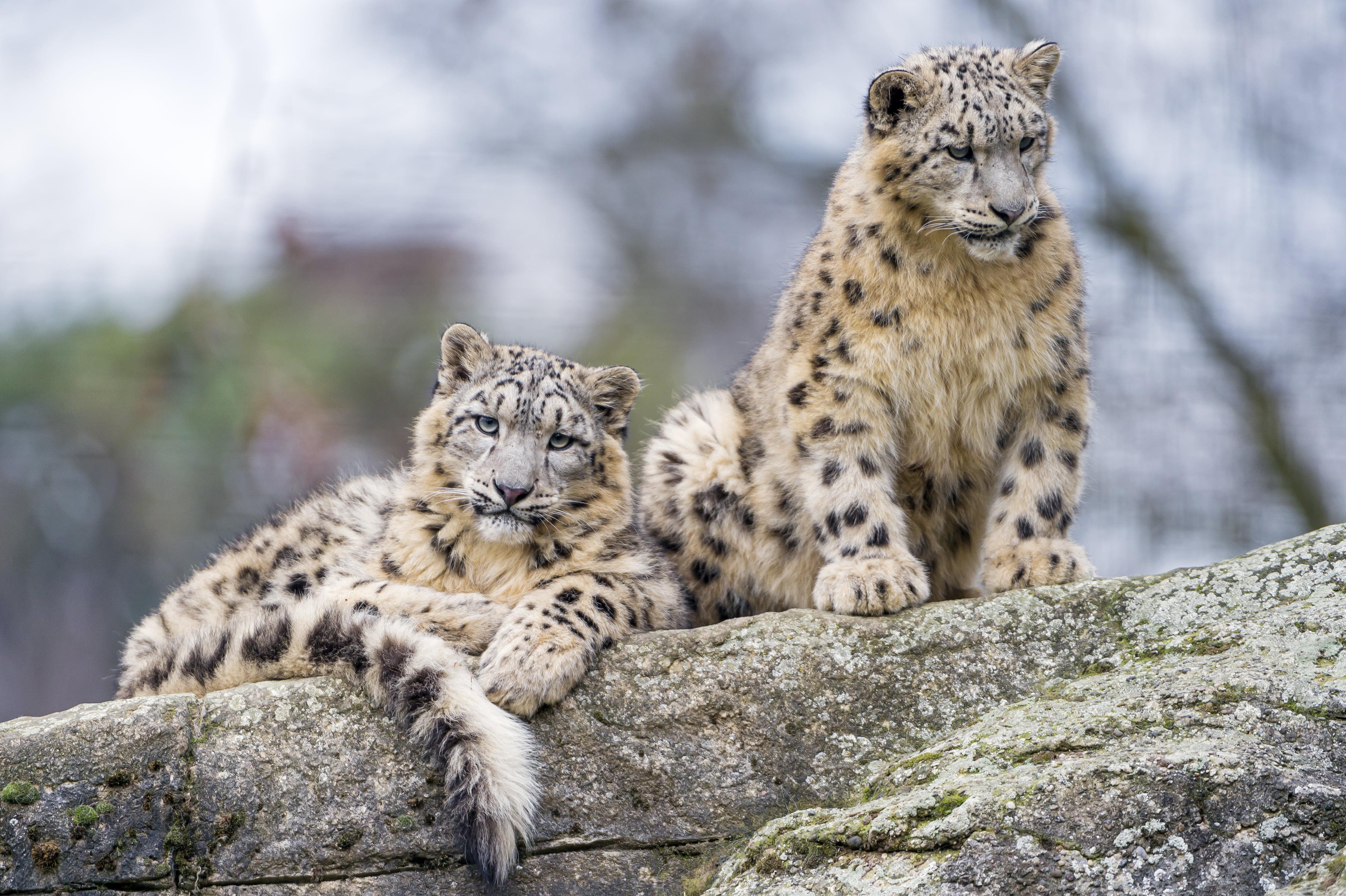 Snow Leopards Affection Wallpapers - Wallpaper Cave