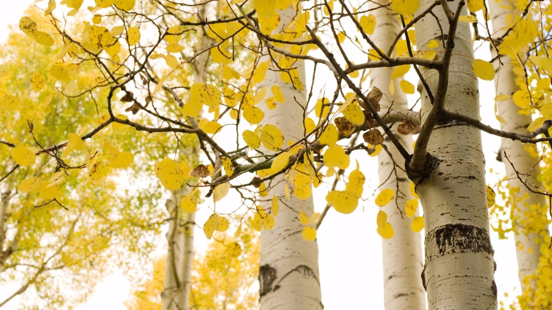 Aspen Forest Canopy Wallpapers - Wallpaper Cave