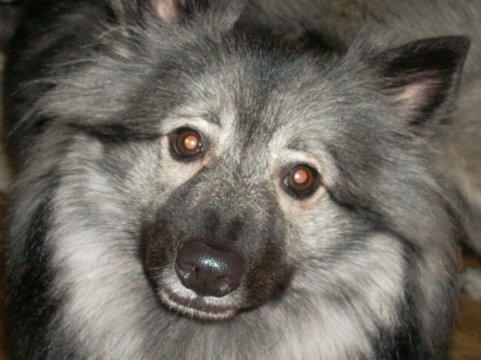Keeshond Wallpapers - Wallpaper Cave