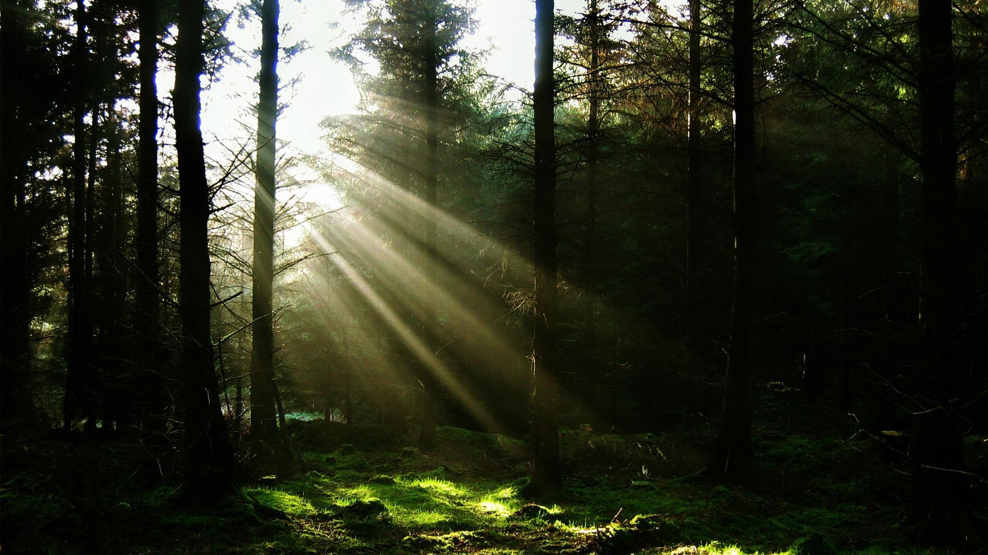 Forest Sun Rays Wallpapers - Wallpaper Cave
