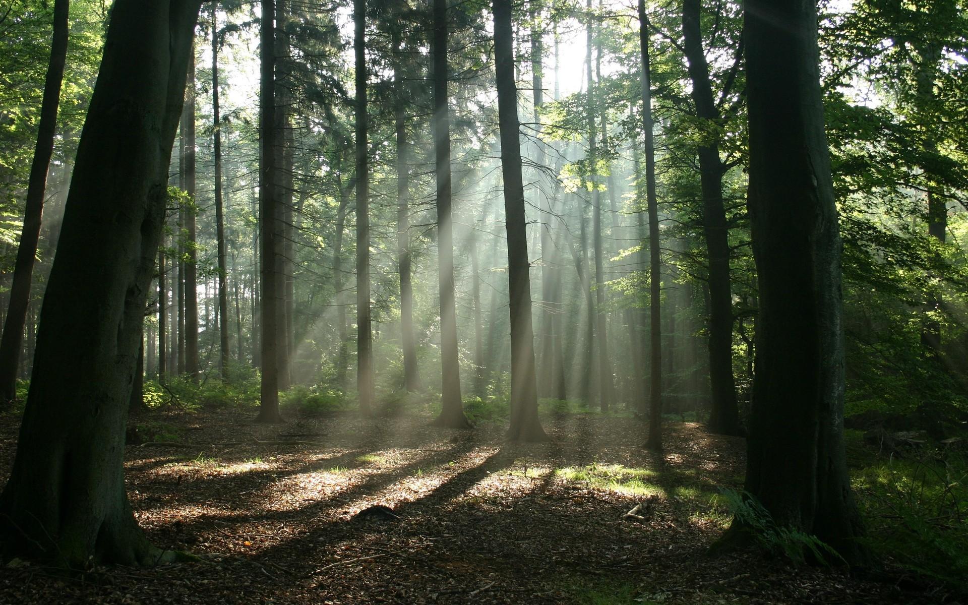 Forest Sun Rays Wallpapers - Wallpaper Cave