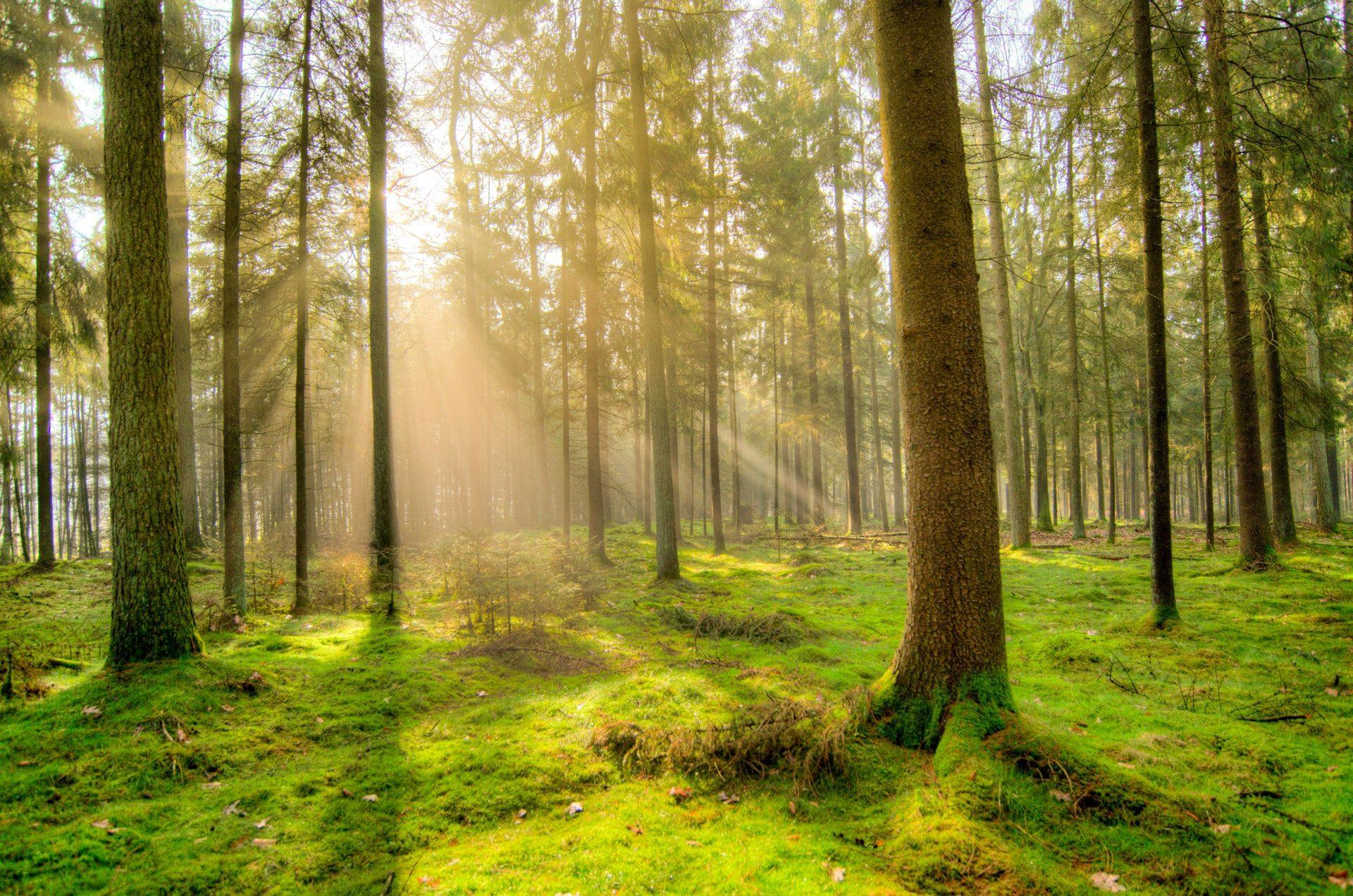 Forest Sun Rays Wallpapers - Wallpaper Cave