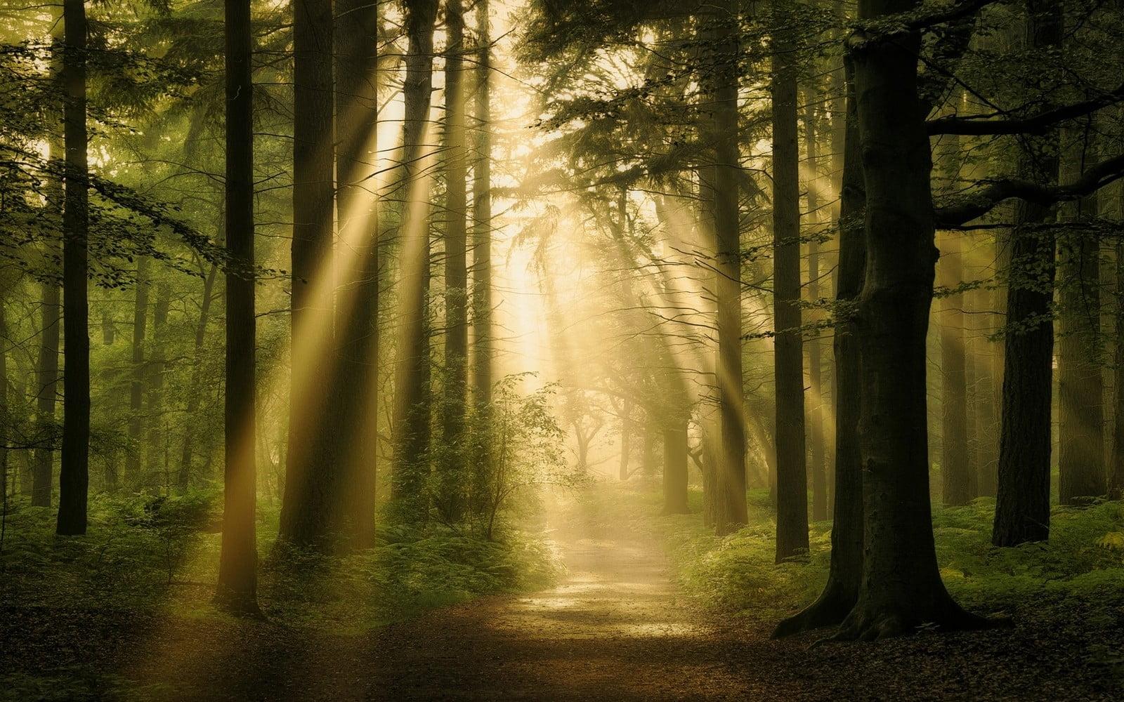 Forest Sun Rays Wallpapers - Wallpaper Cave