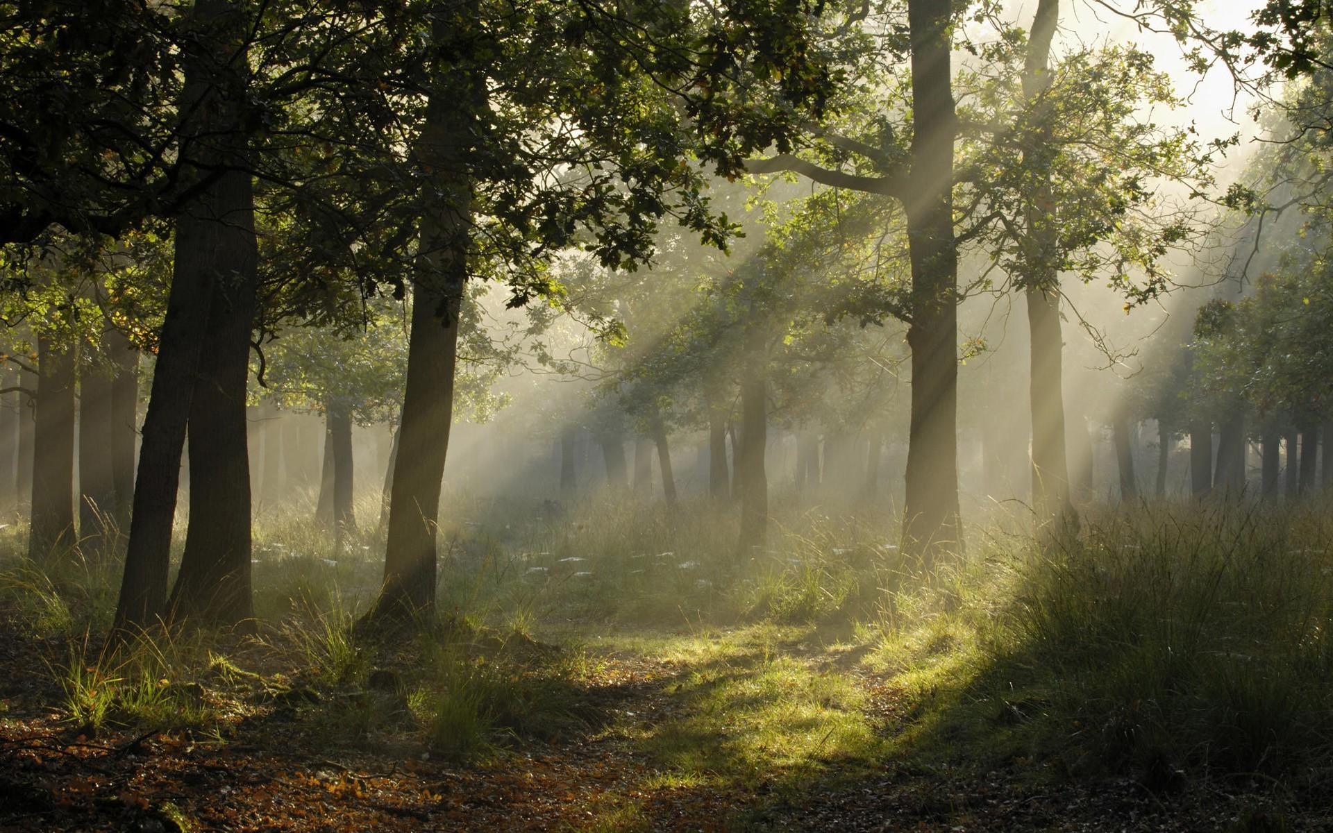 Forest Sun Rays Wallpapers - Wallpaper Cave