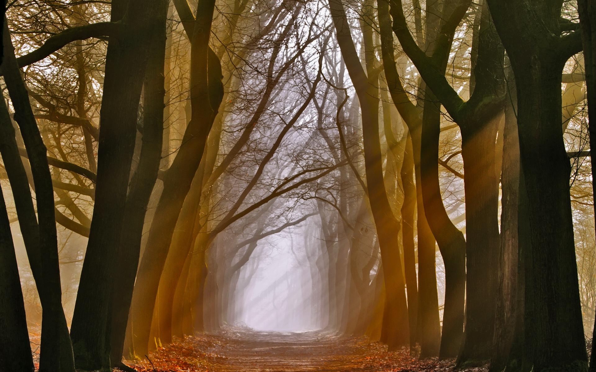 Sun Rays Through Forest Trees Wallpapers - Wallpaper Cave