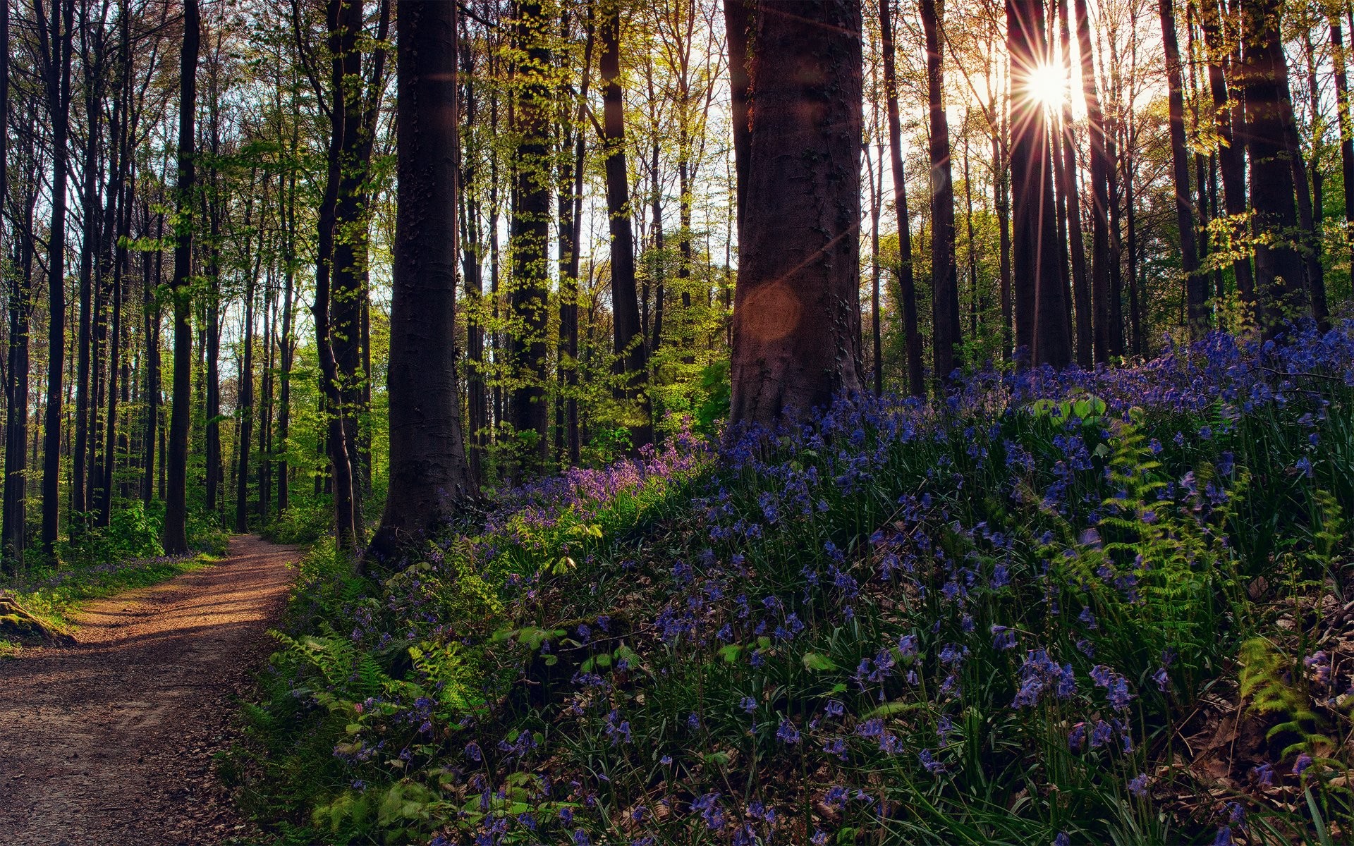 Forest Sun Rays Wallpapers - Wallpaper Cave