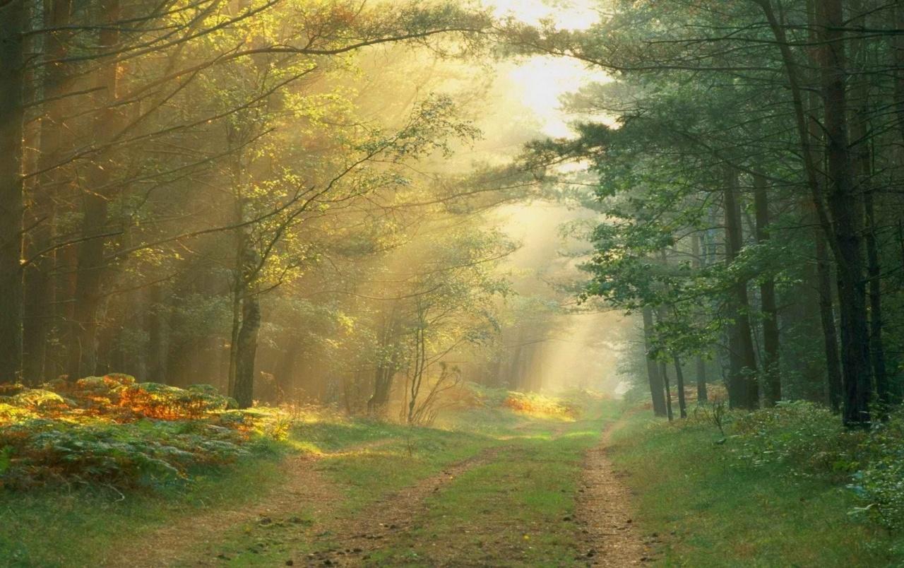 Forest Sun Rays Wallpapers - Wallpaper Cave