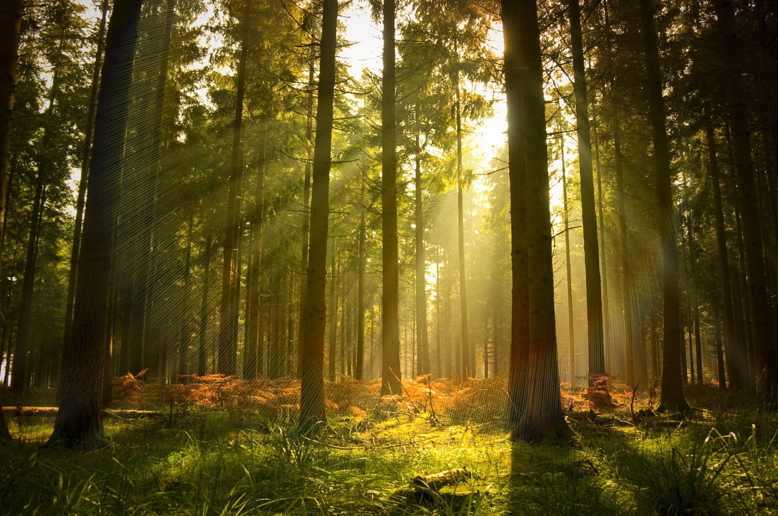 Forest Sun Rays Wallpapers - Wallpaper Cave