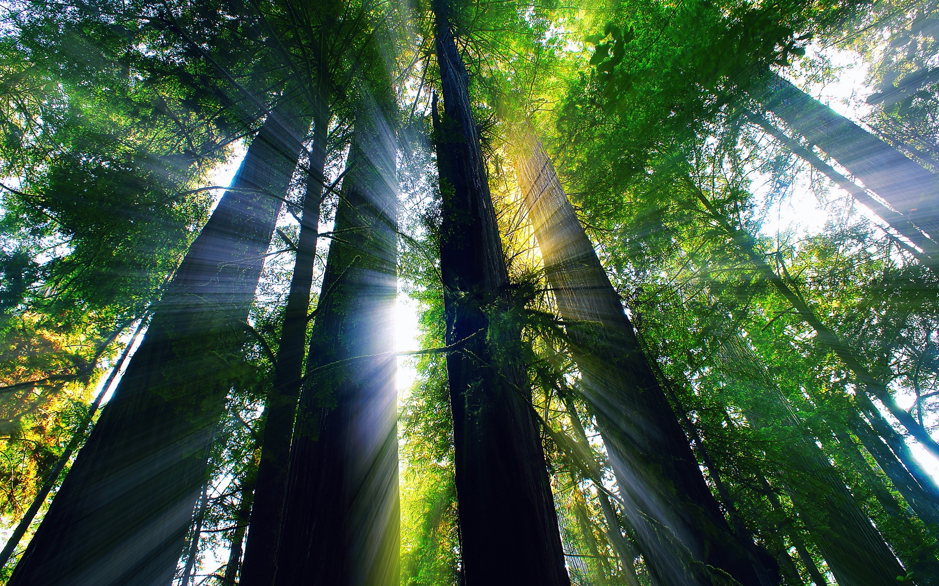 Forest Sun Rays Wallpapers - Wallpaper Cave