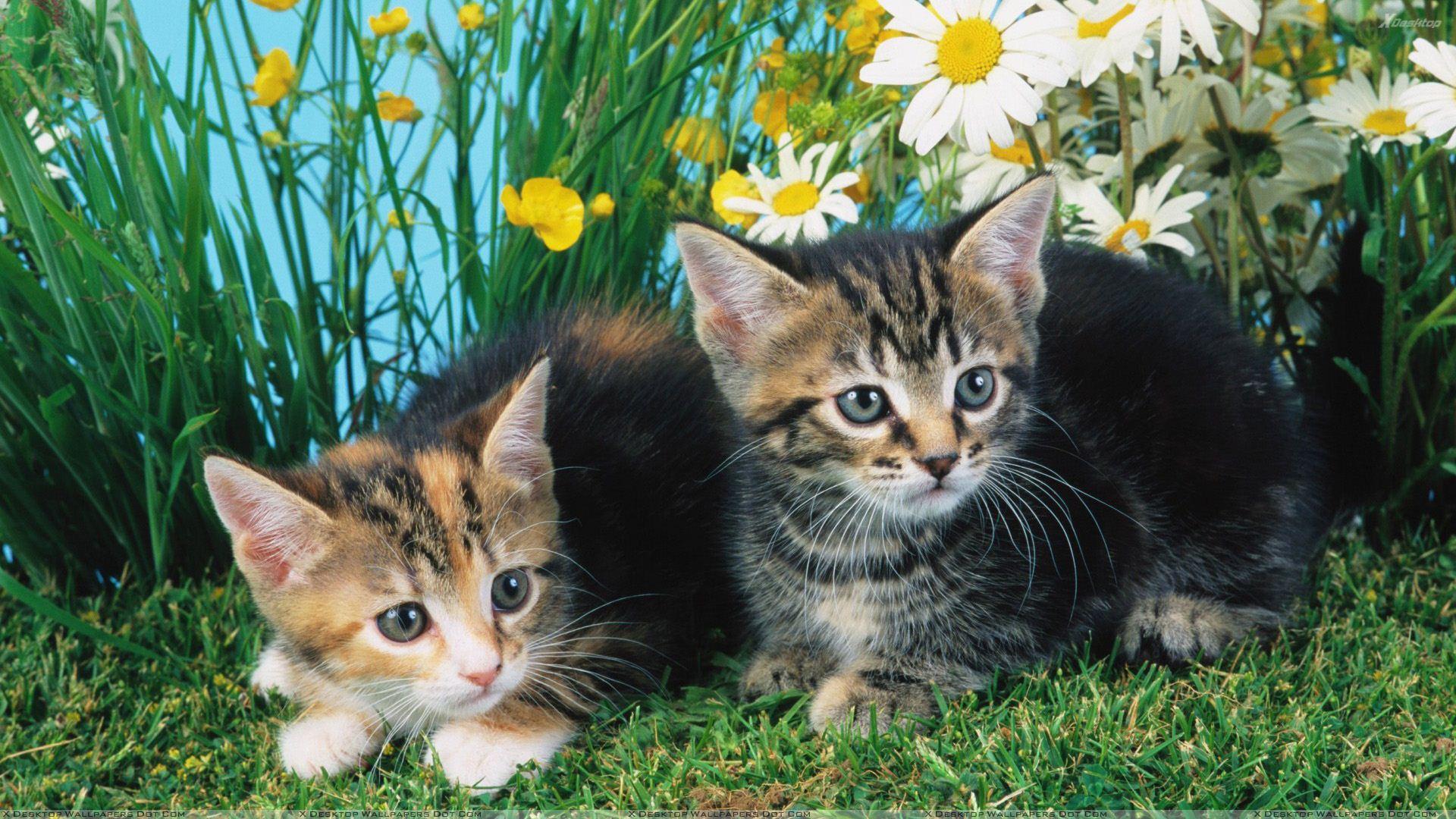 Small Cat Wallpapers - Wallpaper Cave