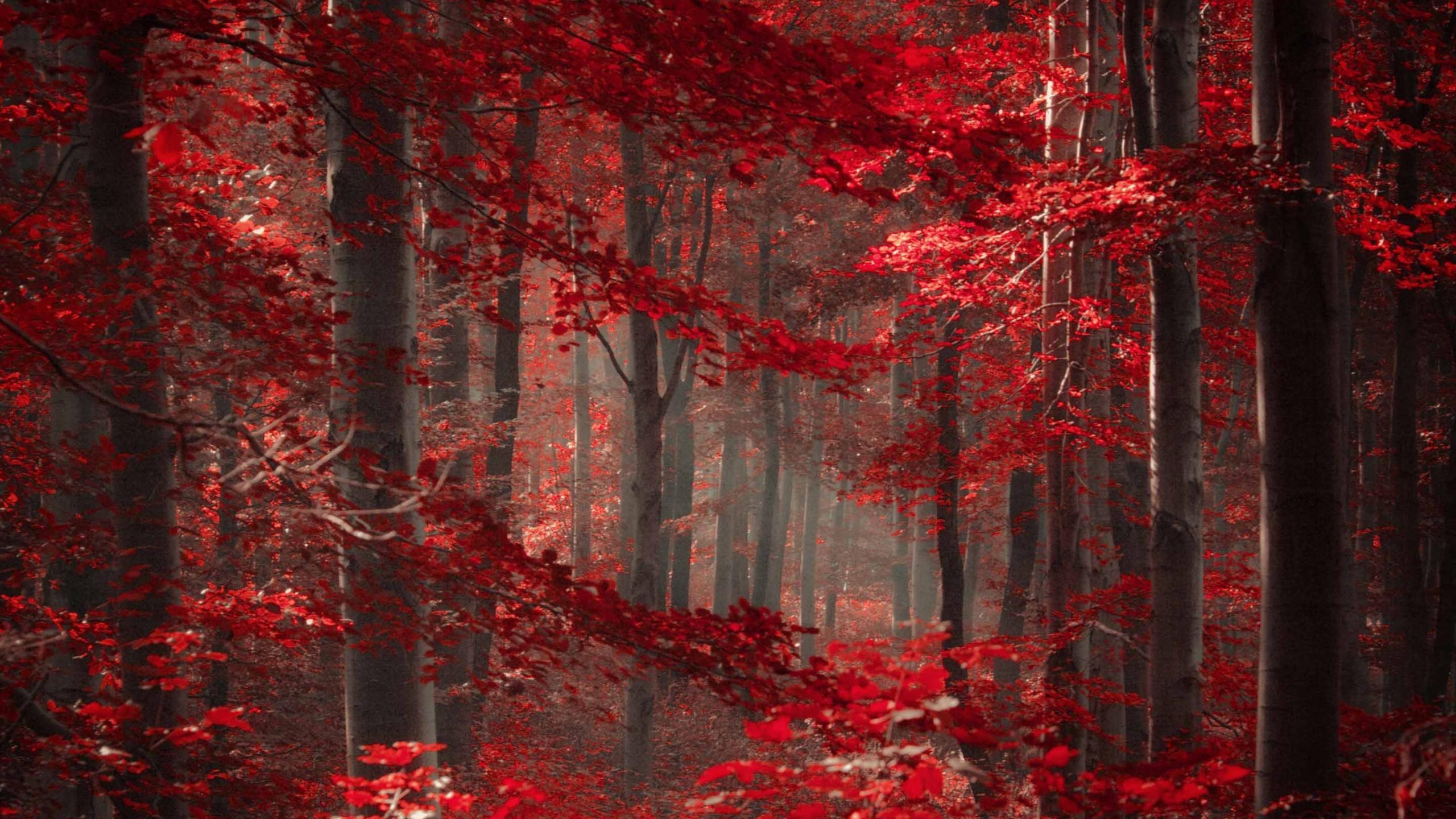 Red Fall Forest Wallpapers - Wallpaper Cave