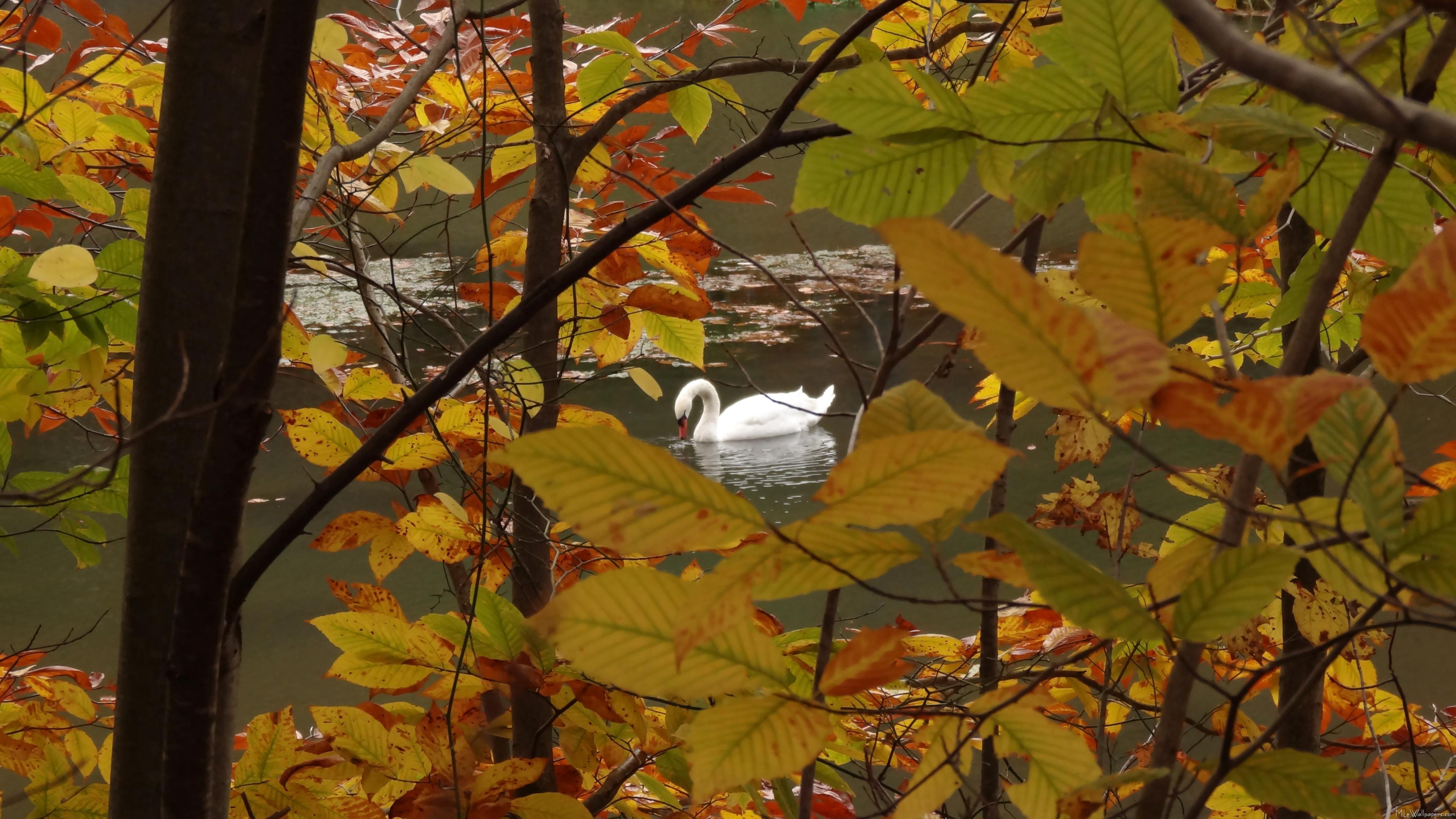 Autumn Swans Wallpapers - Wallpaper Cave