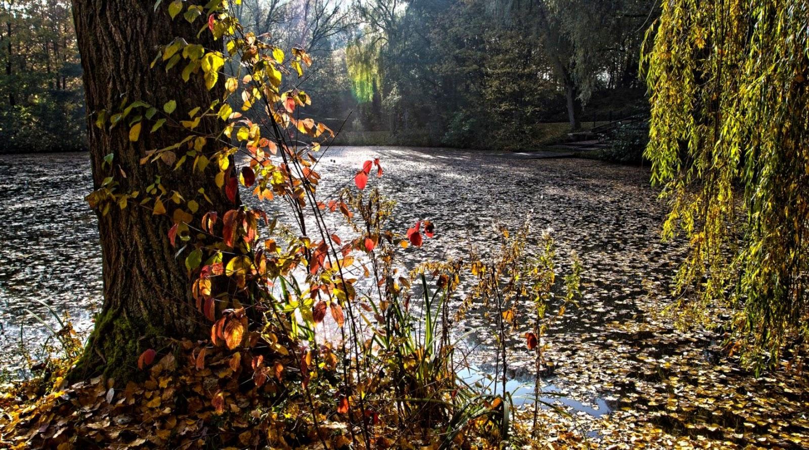 Autumn Pond Wallpapers - Wallpaper Cave