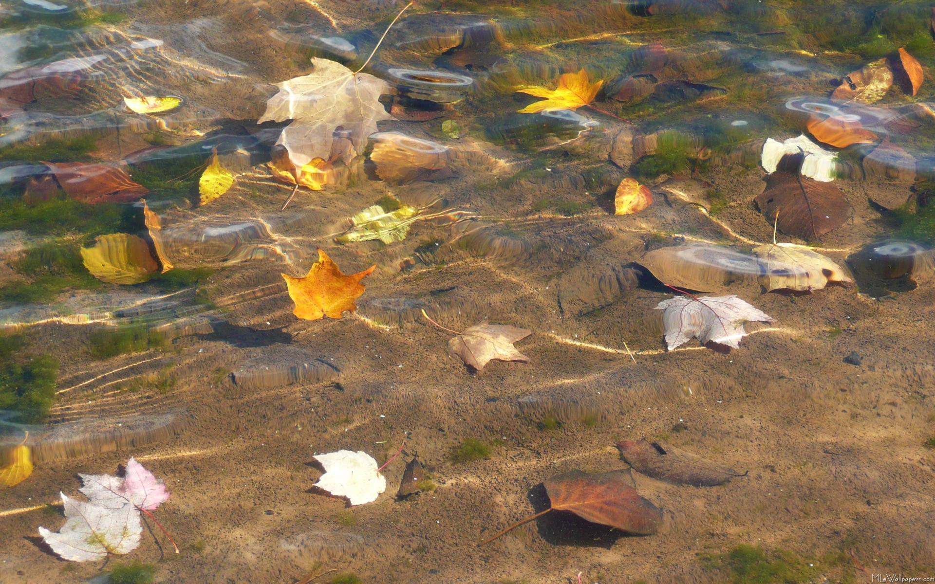 Autumn Pond Wallpapers - Wallpaper Cave