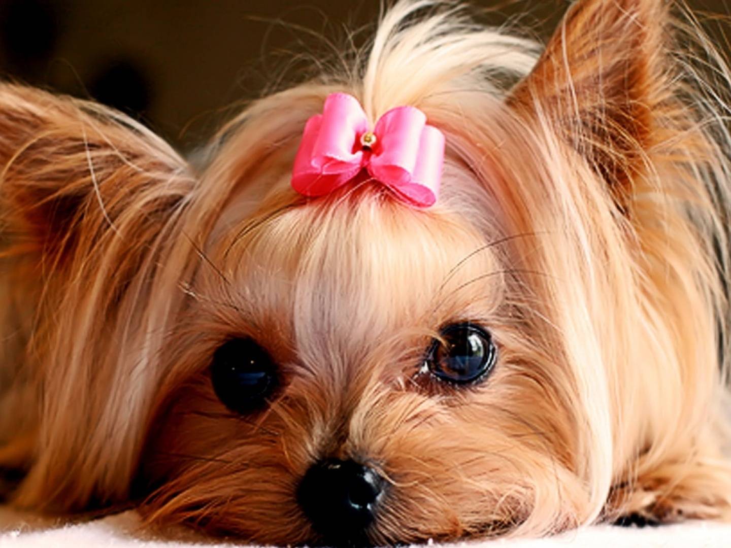 Little Dog Wallpapers - Wallpaper Cave