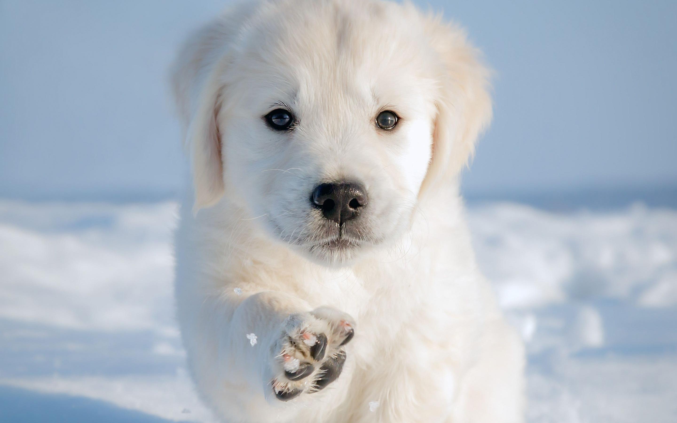 Labrador Winter Wallpapers - Wallpaper Cave