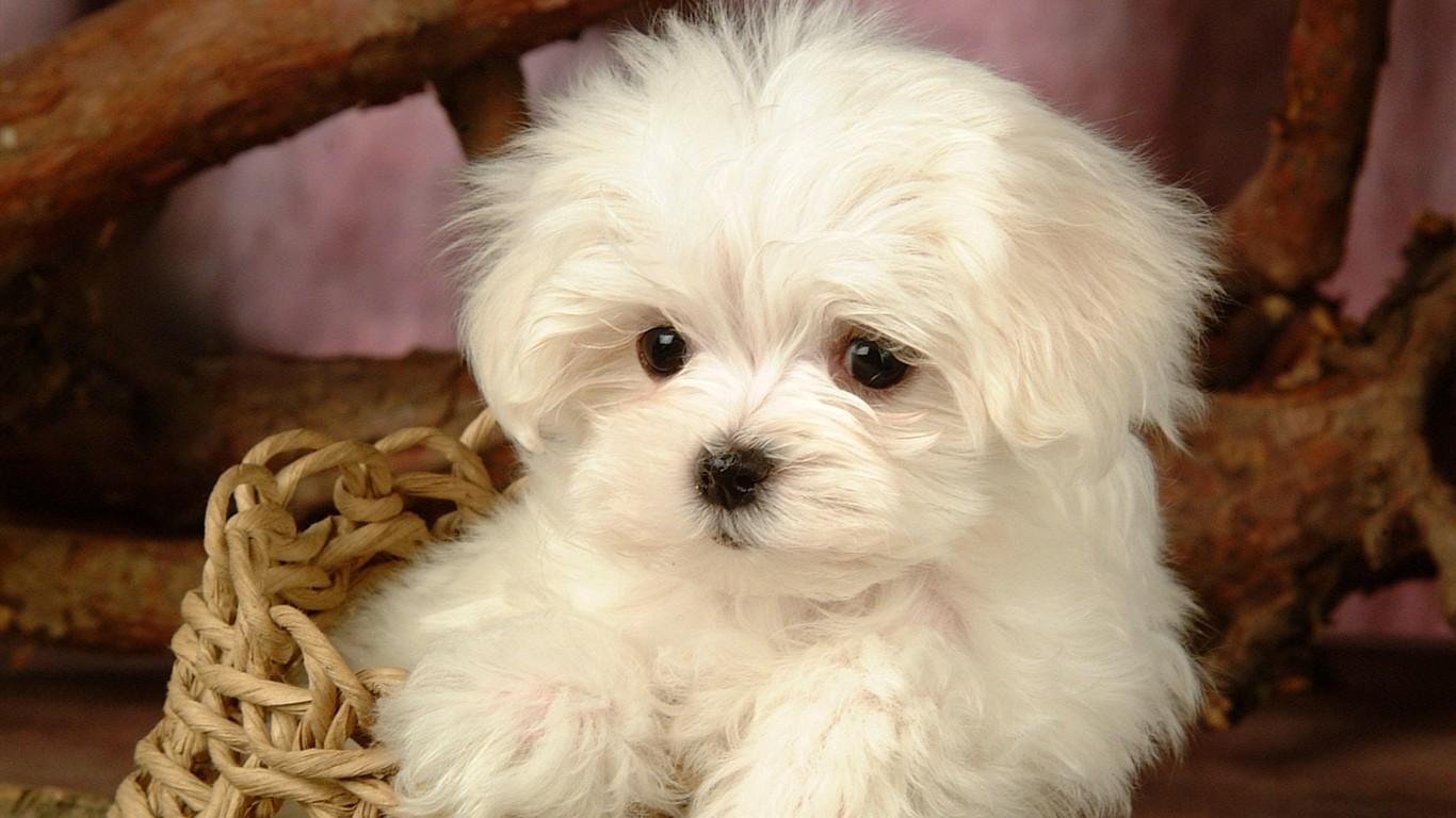 Little Dog Wallpapers - Wallpaper Cave