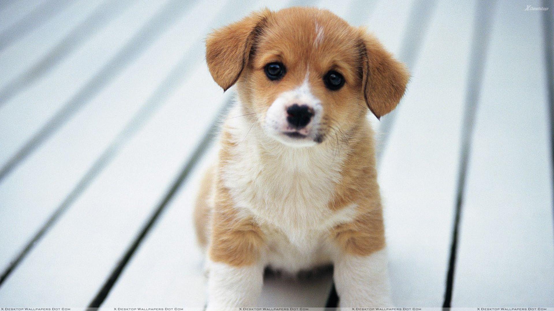 Little Dog Wallpapers - Wallpaper Cave