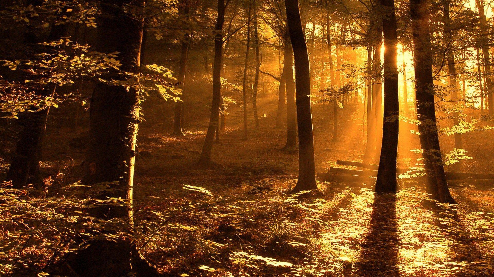 Sunset Autumn Forest Wallpapers - Wallpaper Cave