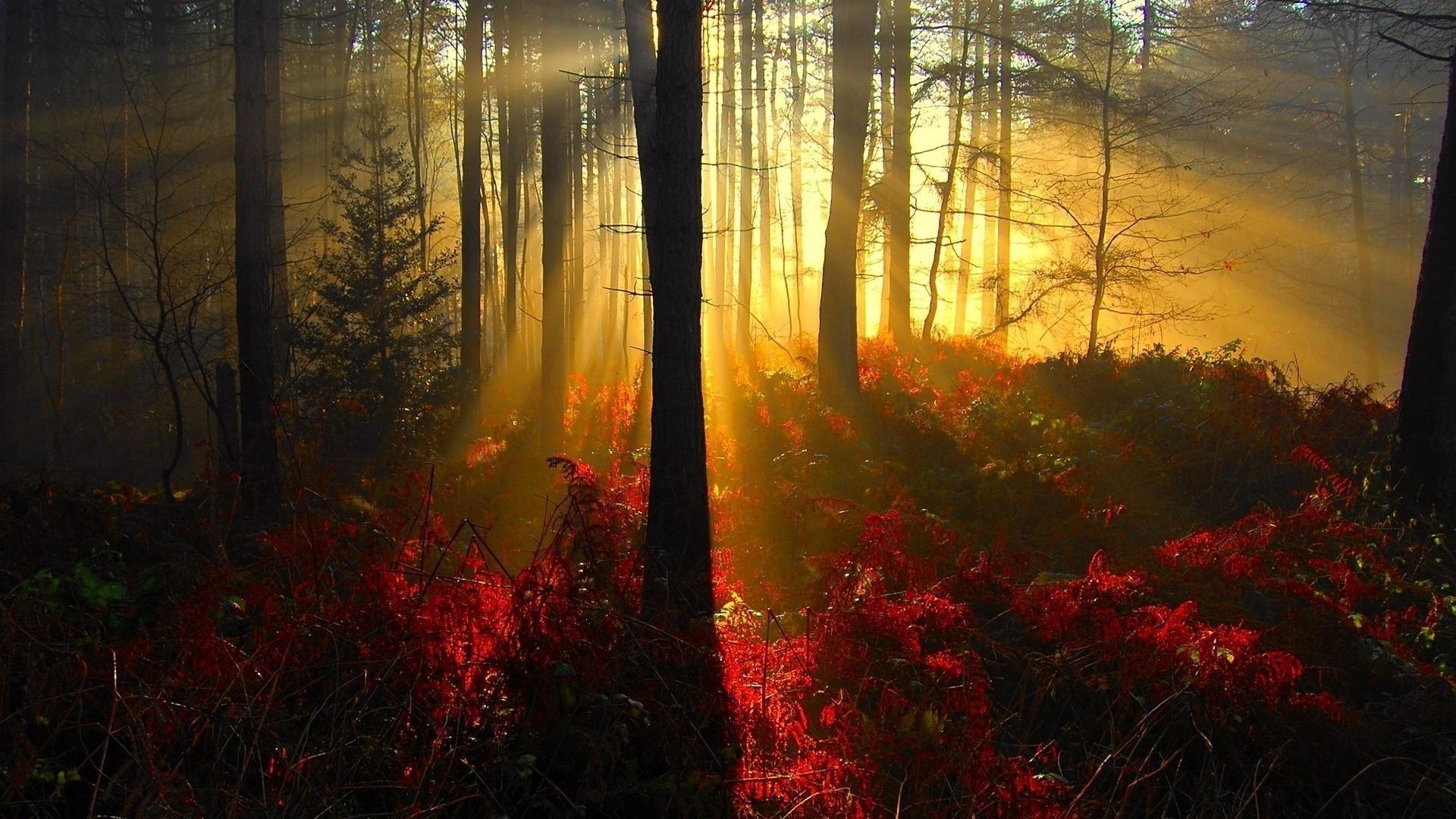 Sunset Autumn Forest Wallpapers - Wallpaper Cave