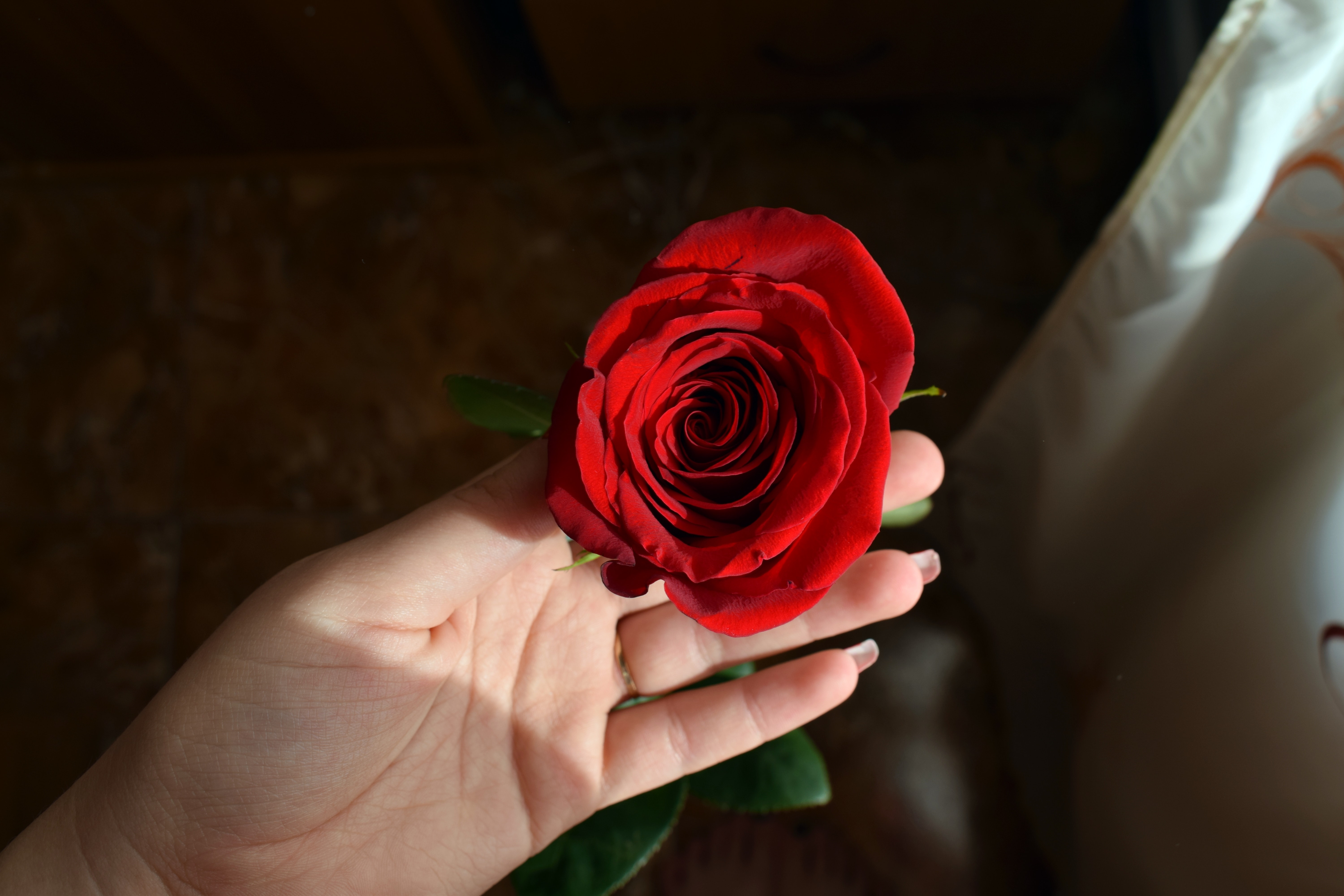 Hand Beautiful Rose Wallpapers - Wallpaper Cave