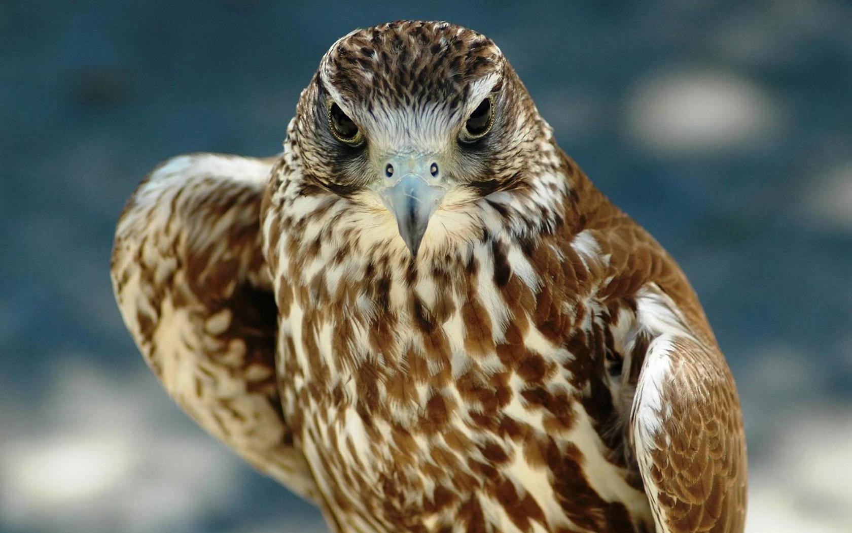 Awesome Falcon Wallpapers - Wallpaper Cave