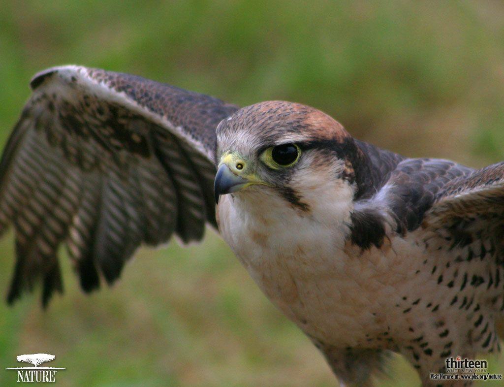 Awesome Falcon Wallpapers - Wallpaper Cave