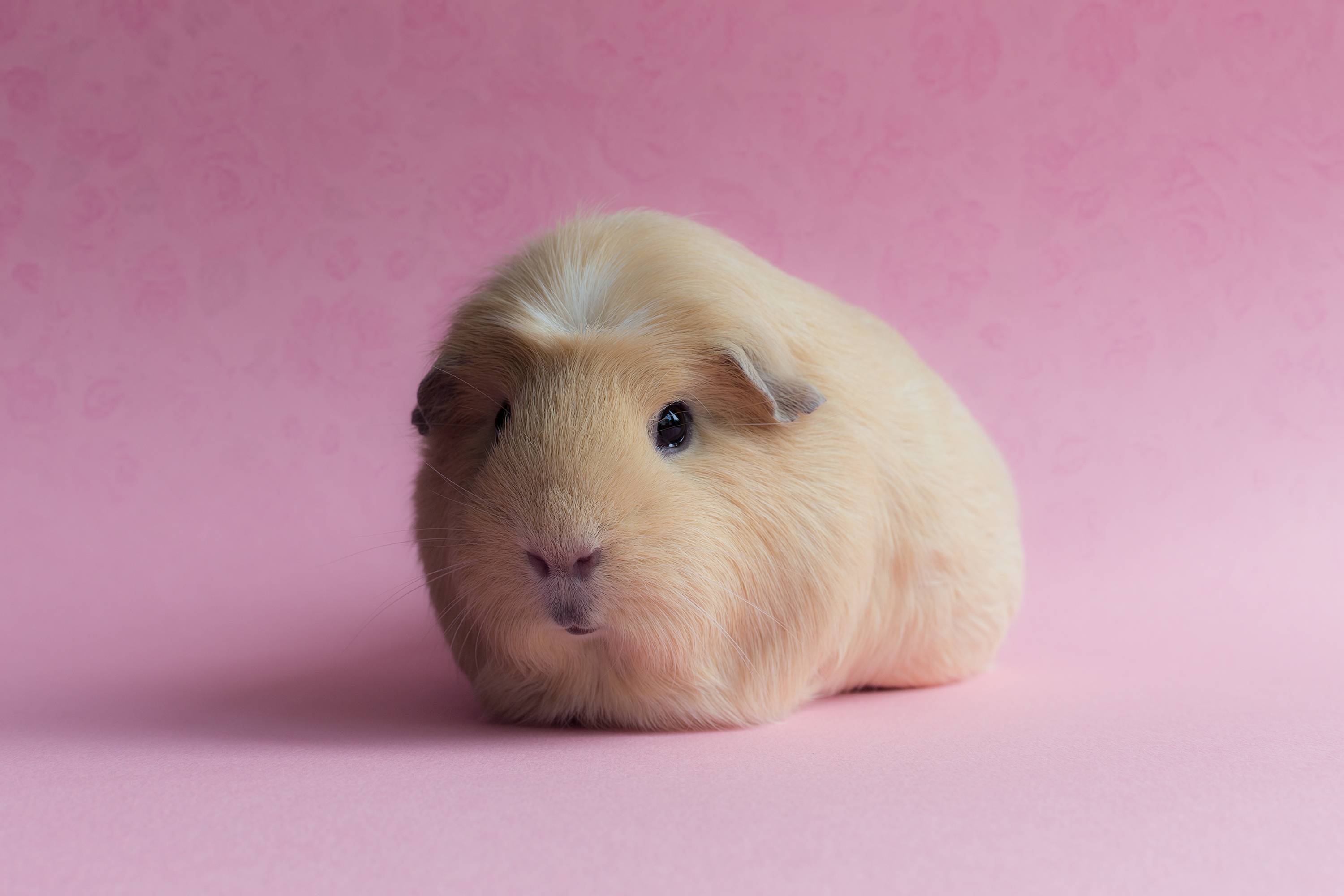 Cute Guinea Pigs Wallpapers - Wallpaper Cave