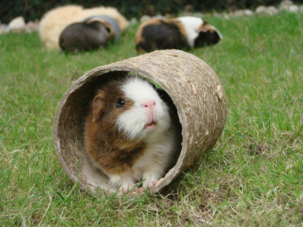 Cute Guinea Pigs Wallpapers - Wallpaper Cave