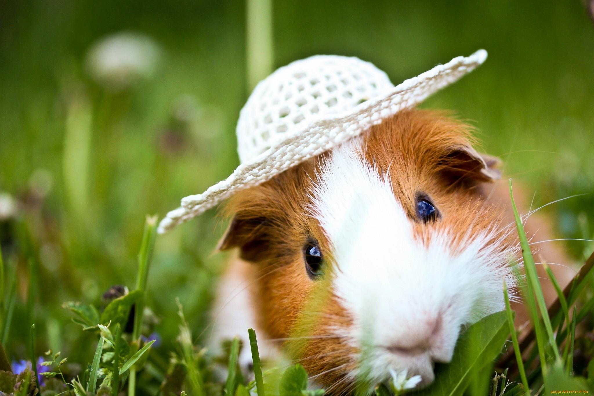 Cute Guinea Pigs Wallpapers - Wallpaper Cave