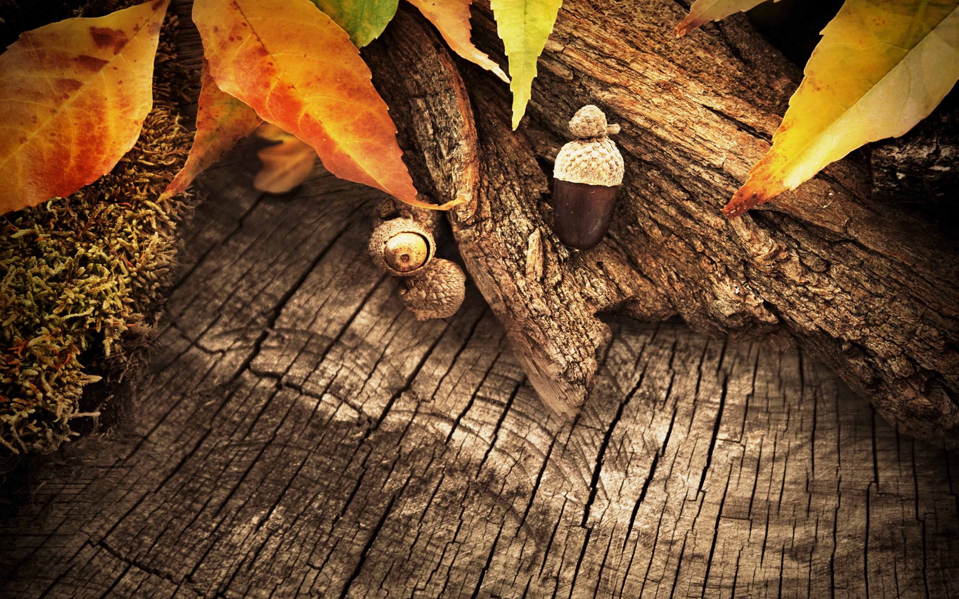 Autumn Wood Wallpapers - Wallpaper Cave