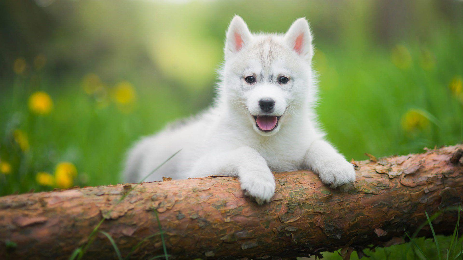 Baby Huskies Wallpapers - Wallpaper Cave